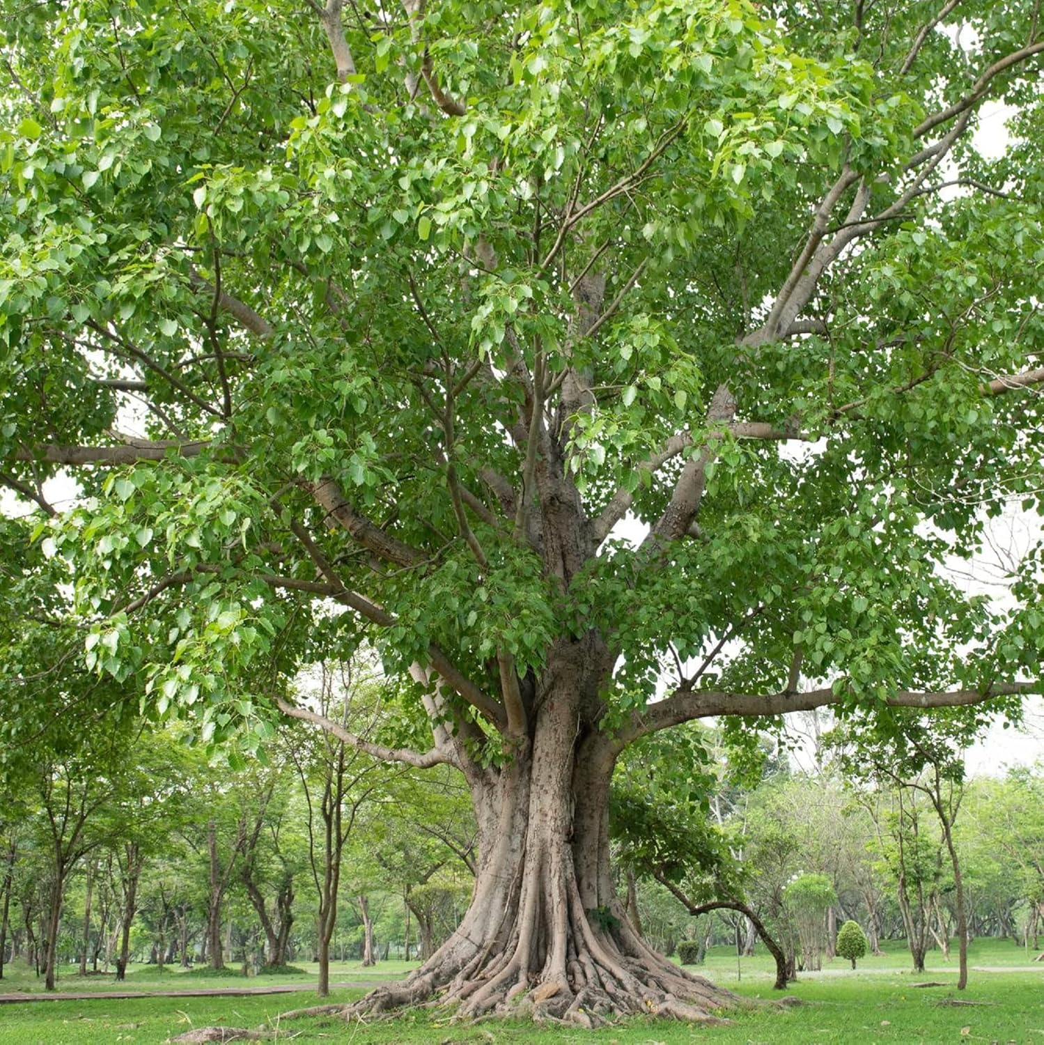 Amazon.com : CHUXAY GARDEN 30 Seeds Ficus Religiosa Seed,Sacred Fig ...
