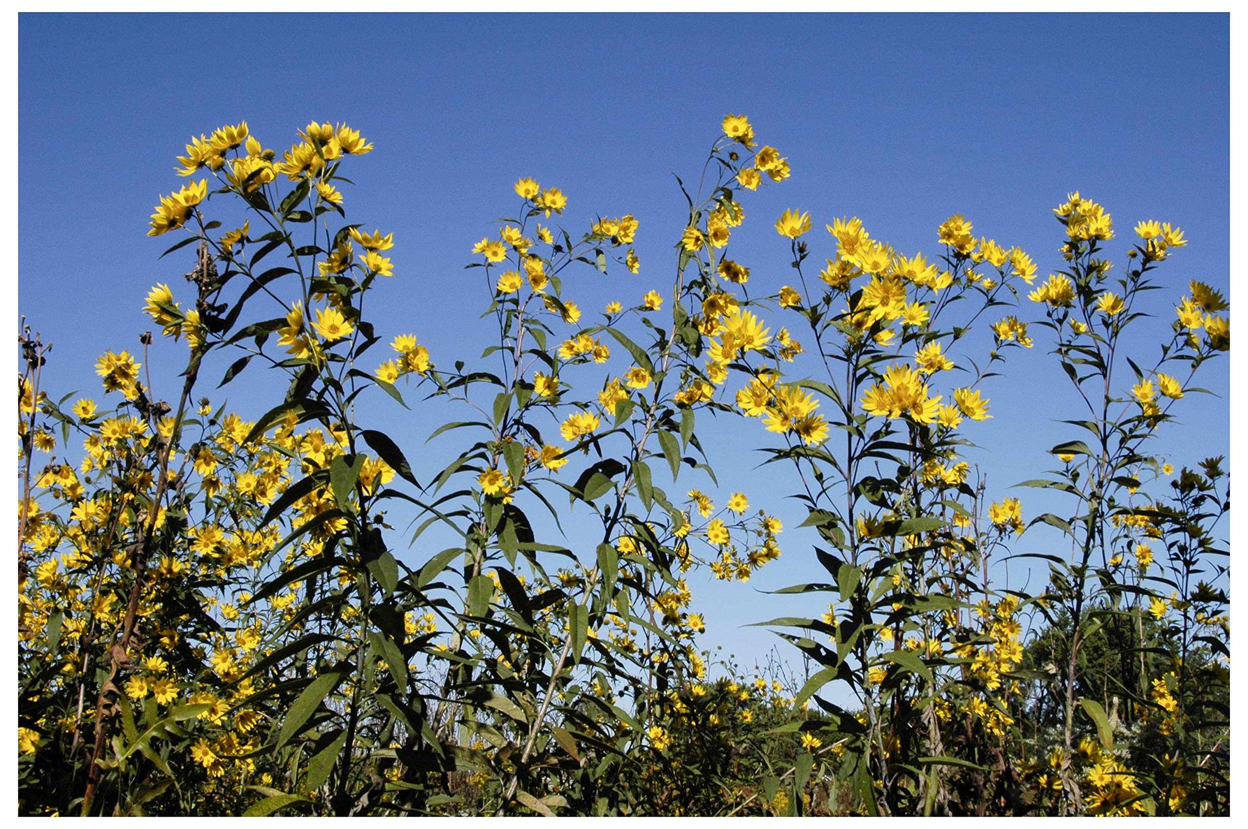 Helianthus Grosseserratus