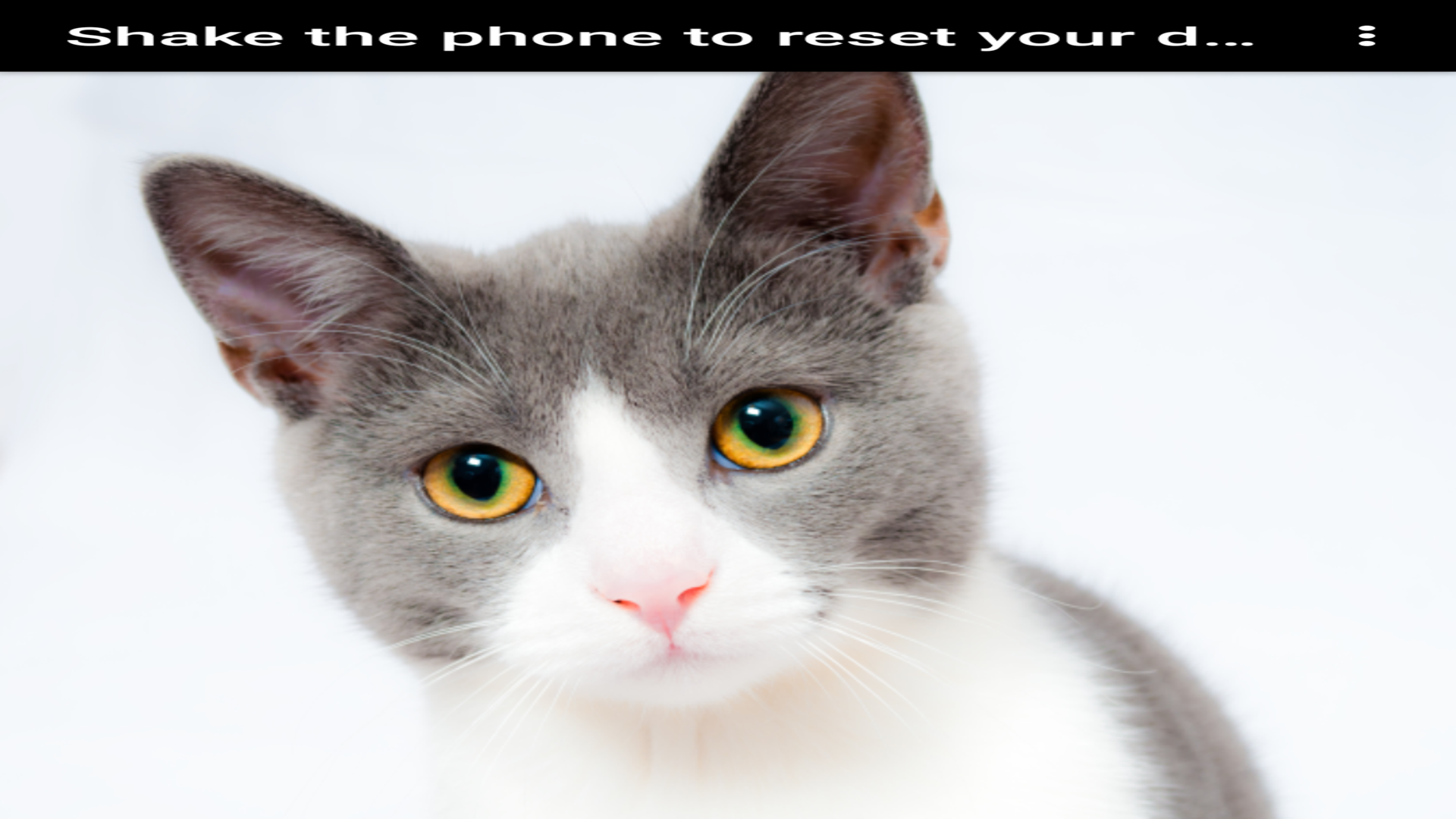 Draw Fun Cat - App on Amazon Appstore