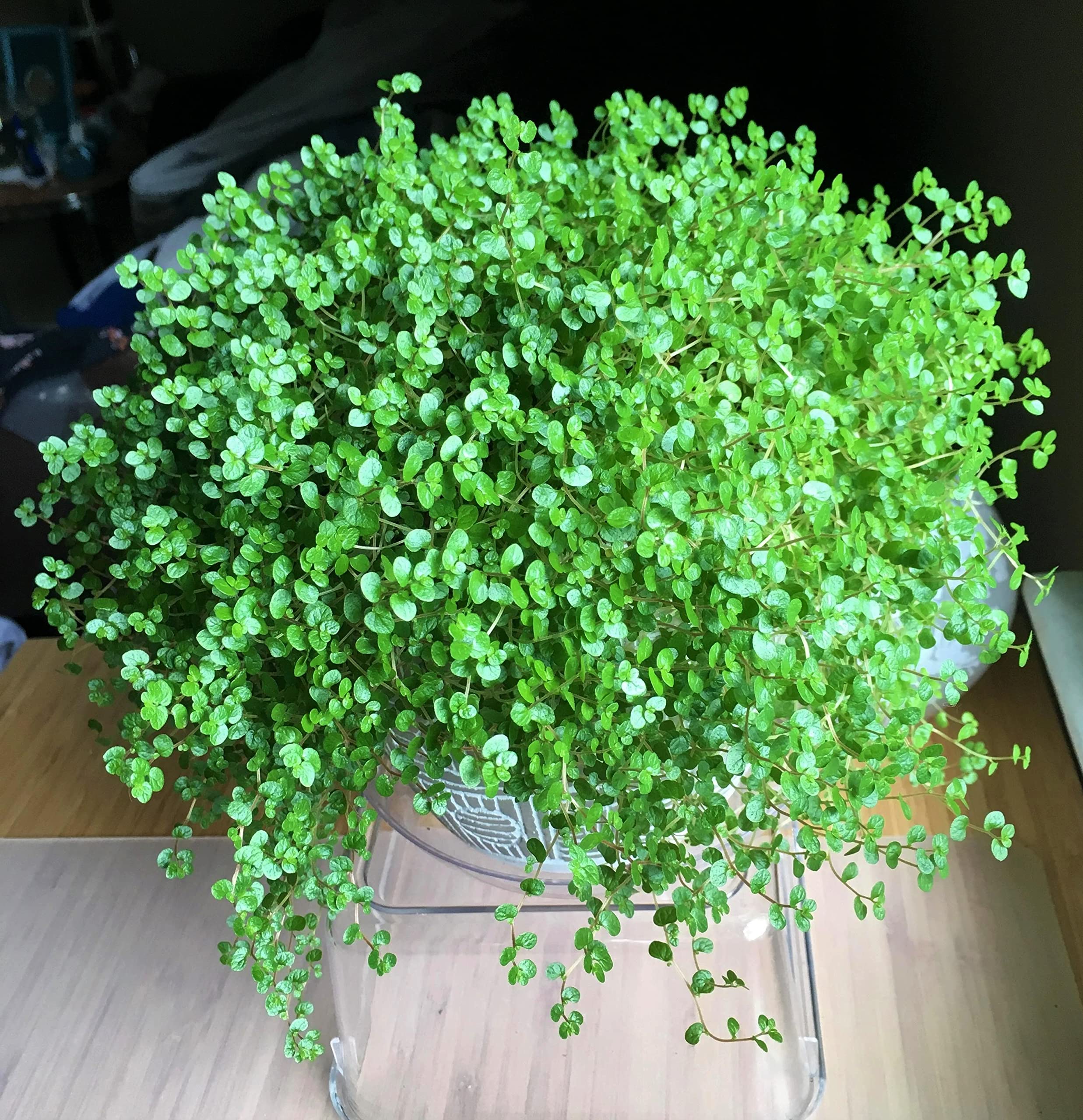 Baby Tears Ground Cover Plant Helxine, A Ground Cover Plant Better