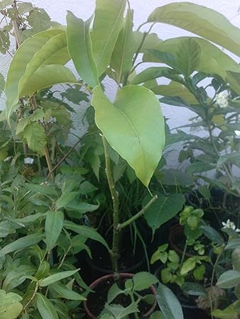 Amazon.com : 9EzTropical - White Champaca Plant - 2 to 3 Feet Tall ...