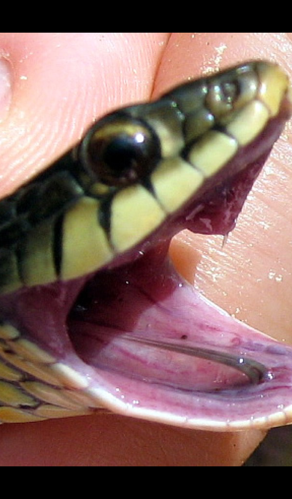 snake fang Wallpaper -- HD Wallpapers of snake fangs! - App on Amazon ...