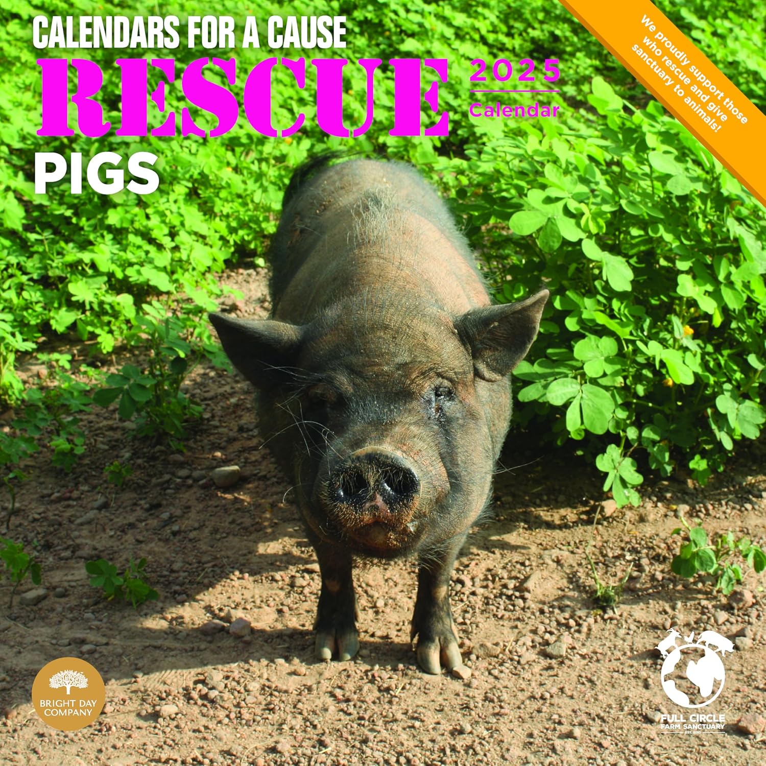 Amazon.com: Bright Day Calendars 2025 Rescue Pigs Monthly Wall Calendar ...