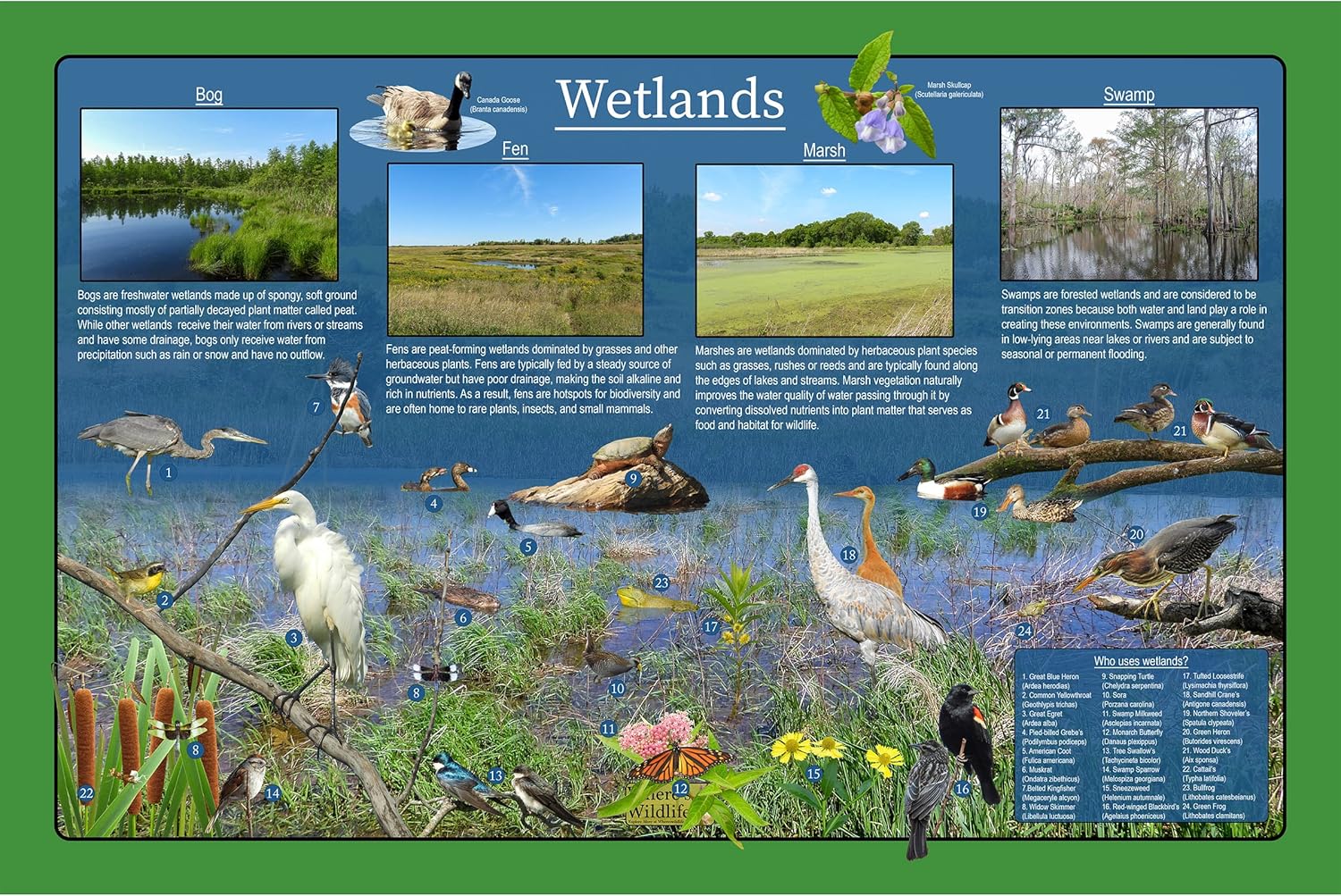 Amazon.com: Wetlands Habitat Educational Poster – Science Chart of Bogs ...