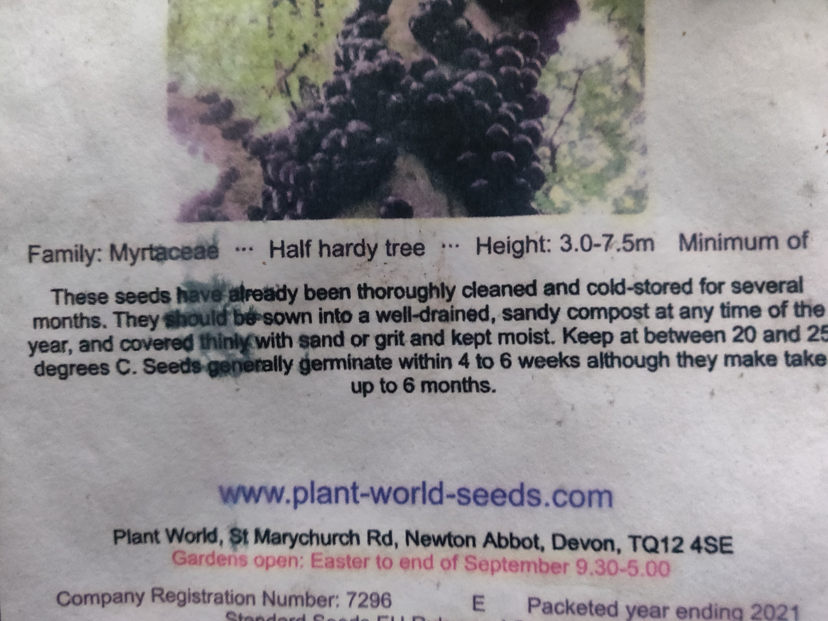 Plant World Seeds - Jabuticaba Seeds : Amazon.co.uk: Garden