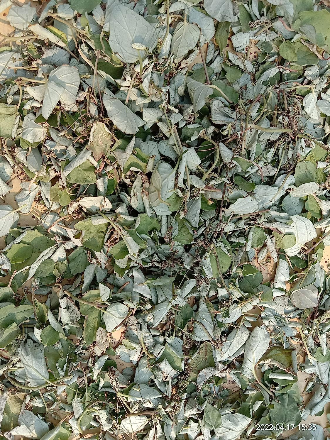 Mookirattai dry leaves 50g | Punarnava dry leaves| Boerhavia diffusa ...