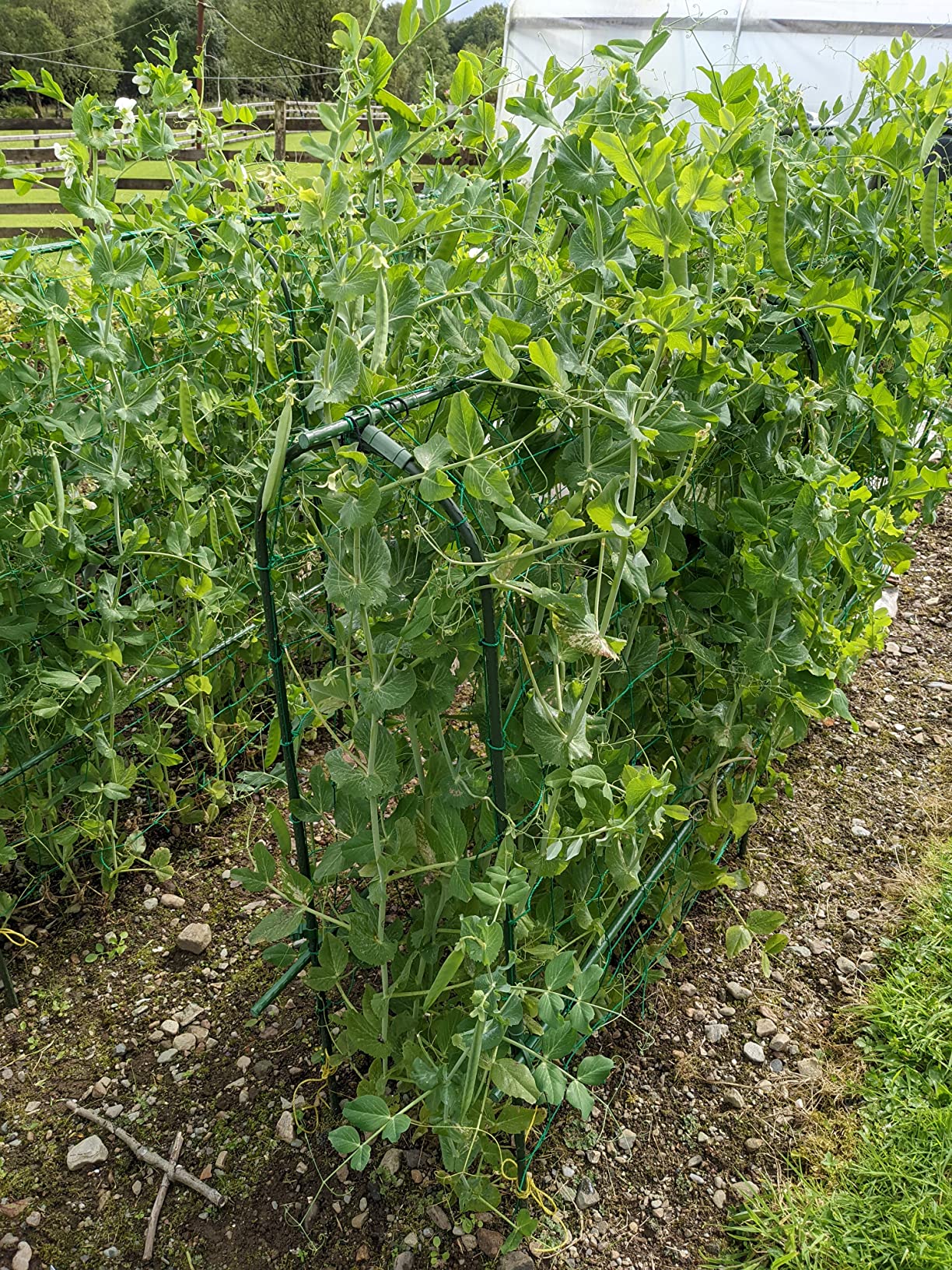 easynets Pea Support Frame Kit (1.8m x 1.10m) : Amazon.co.uk: Garden