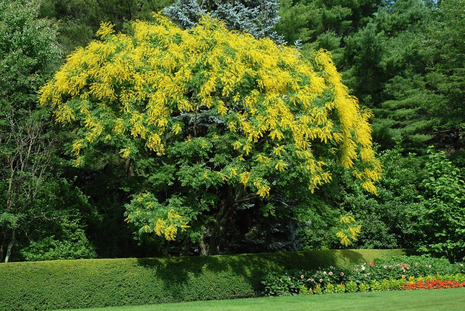 Weeping Golden Chain Tree