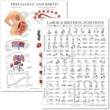 Amazon.com: 2 Pack - Labor & Birthing Positions Poster + Pregnancy Anatomy Chart - Childbirth ...
