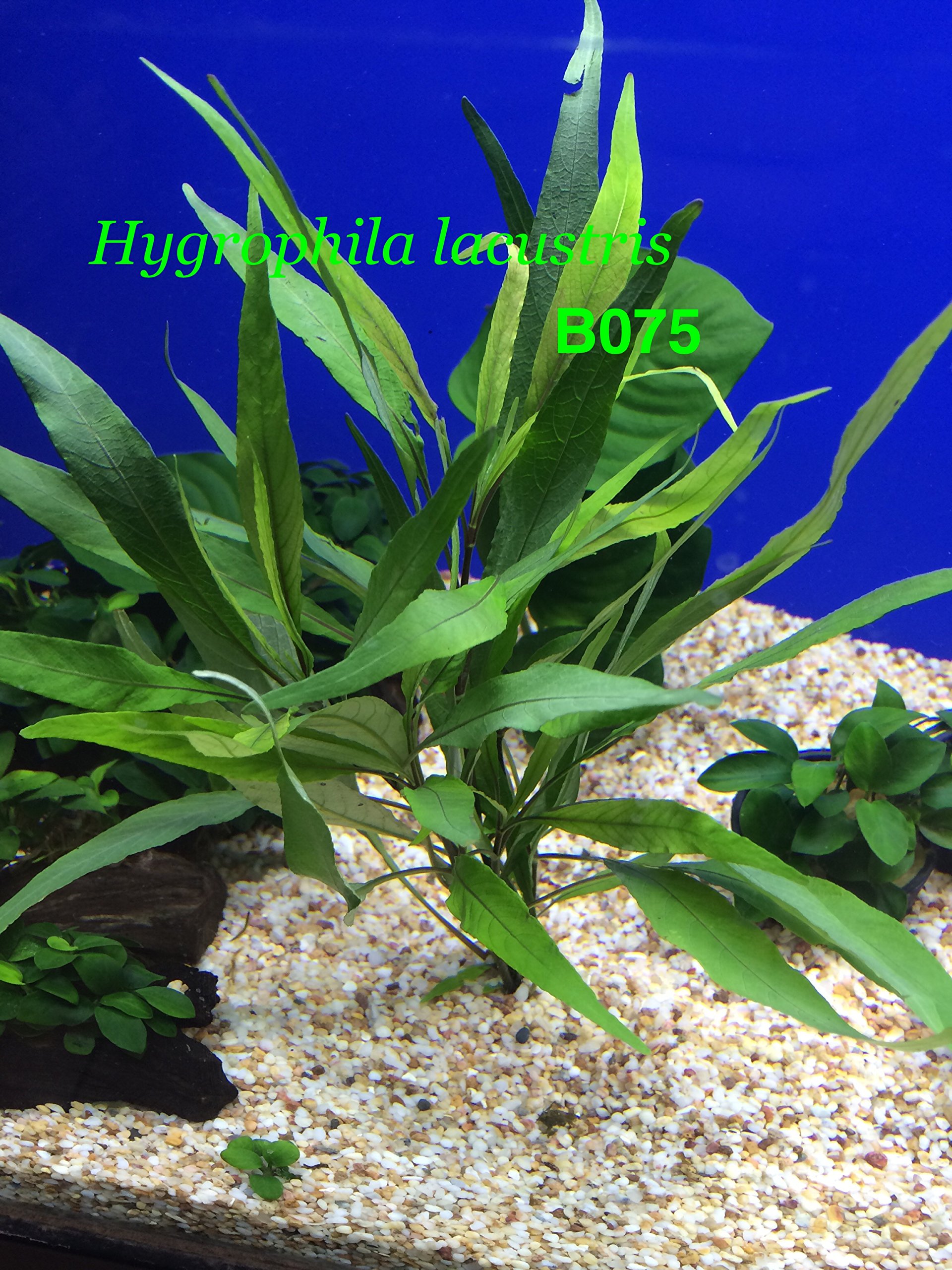 Hygrophila Lacustris ГИГРОФИЛА ОЗЁРНАЯ Hygrophila