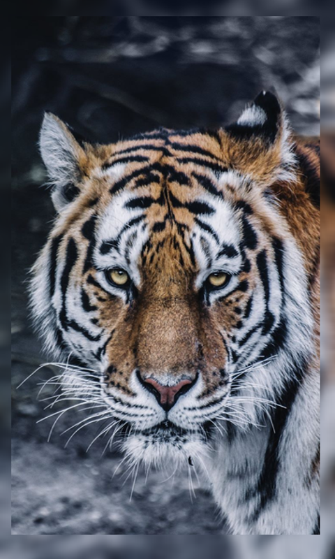 Tiger Face Wallpaper For Iphone
