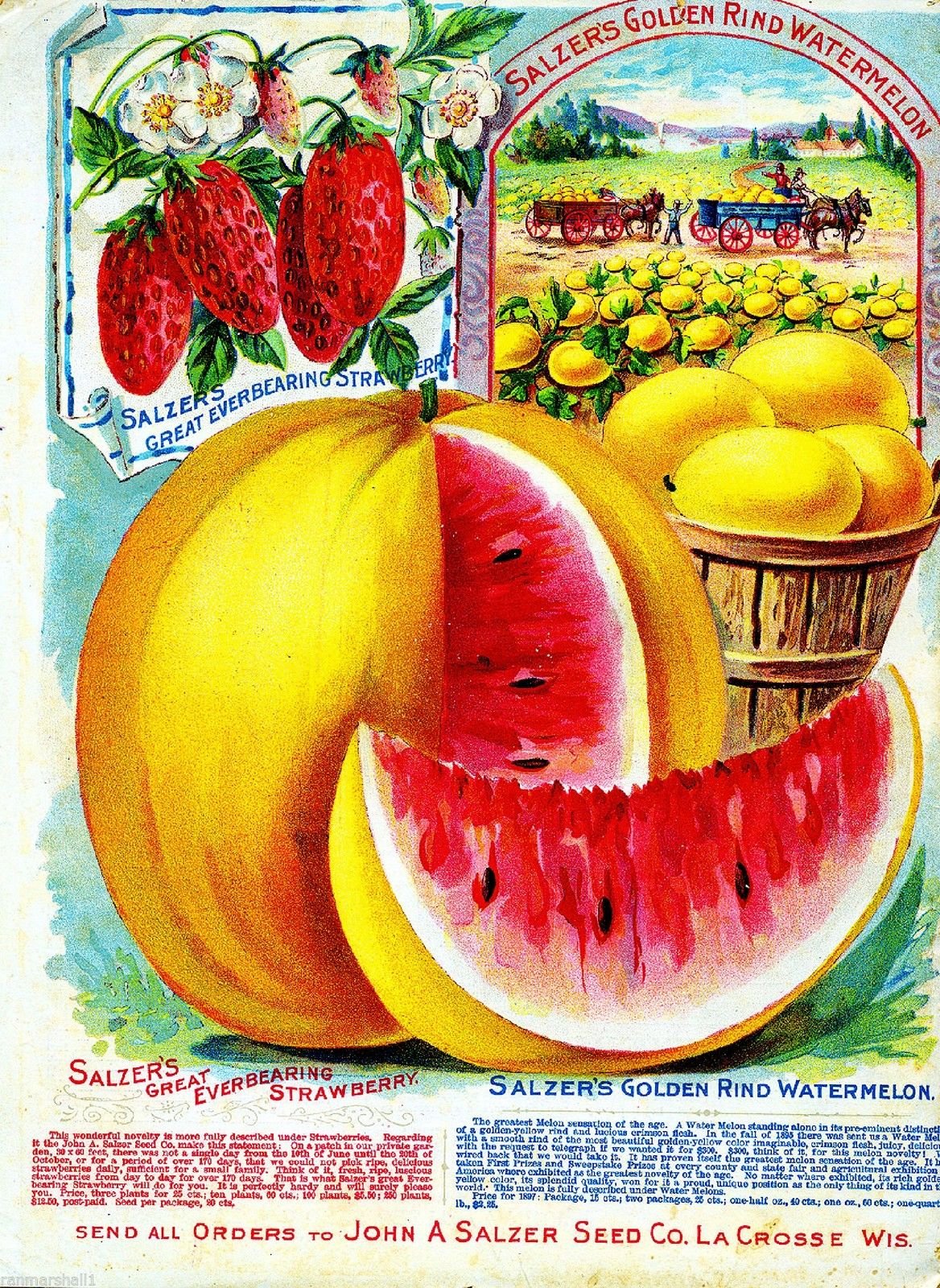 Vintage Fruit Seed Packets