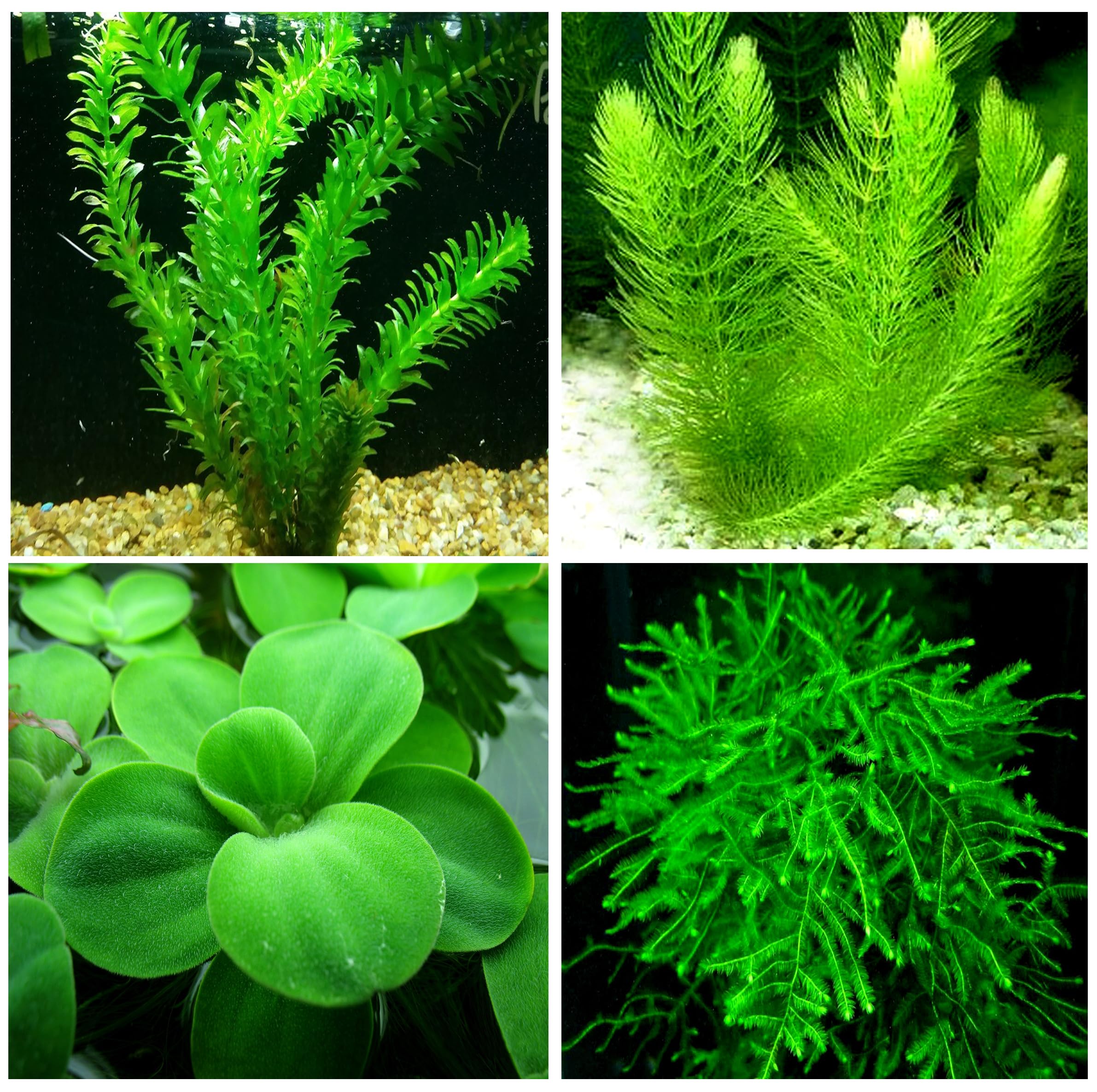 Amazon.com: Anacharis + Java Moss + Hornwort + Dwarf Water Lettuce - 4 ...