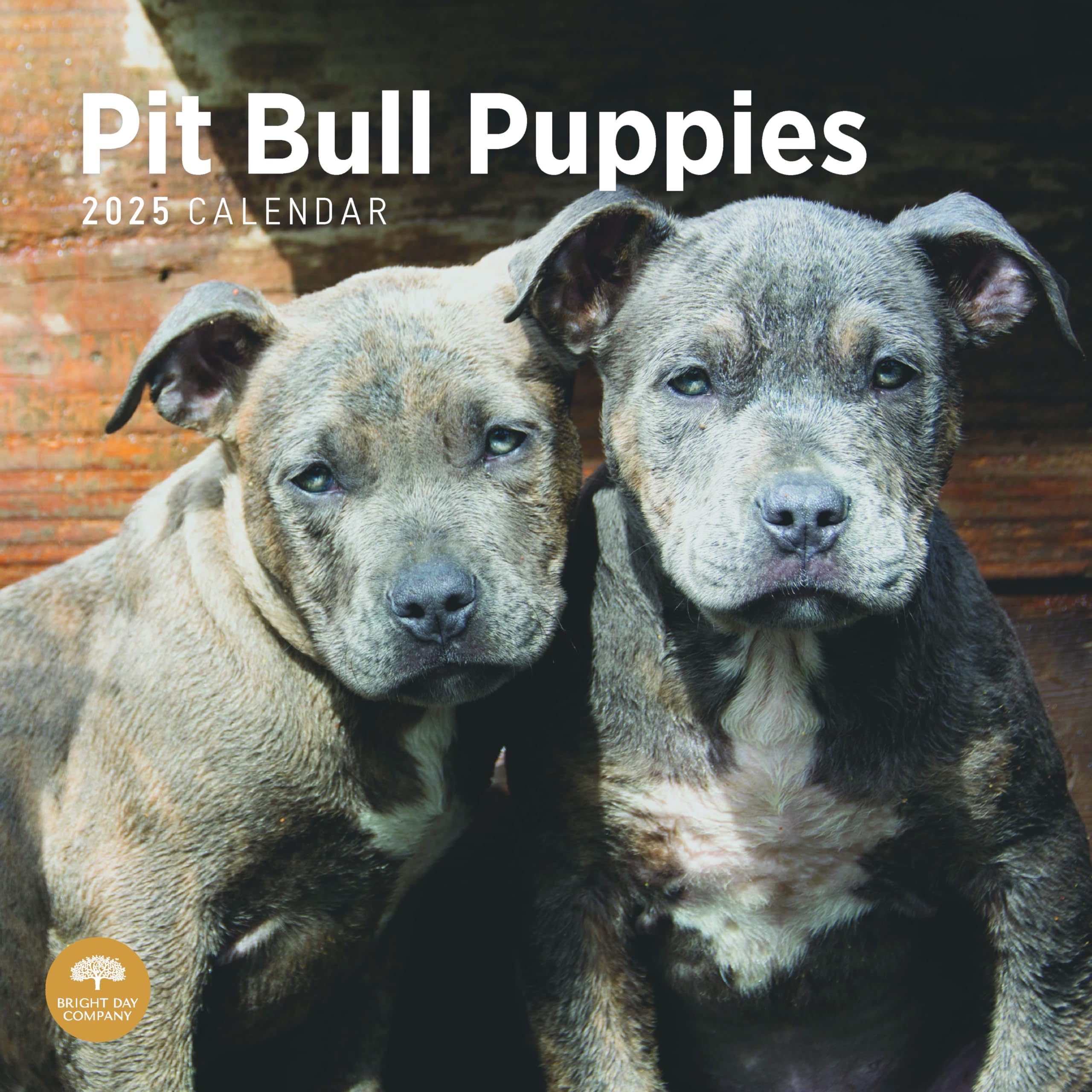 Amazon.com: 2025 Pit Bull Puppies Monthly Wall Calendar by Bright Day ...