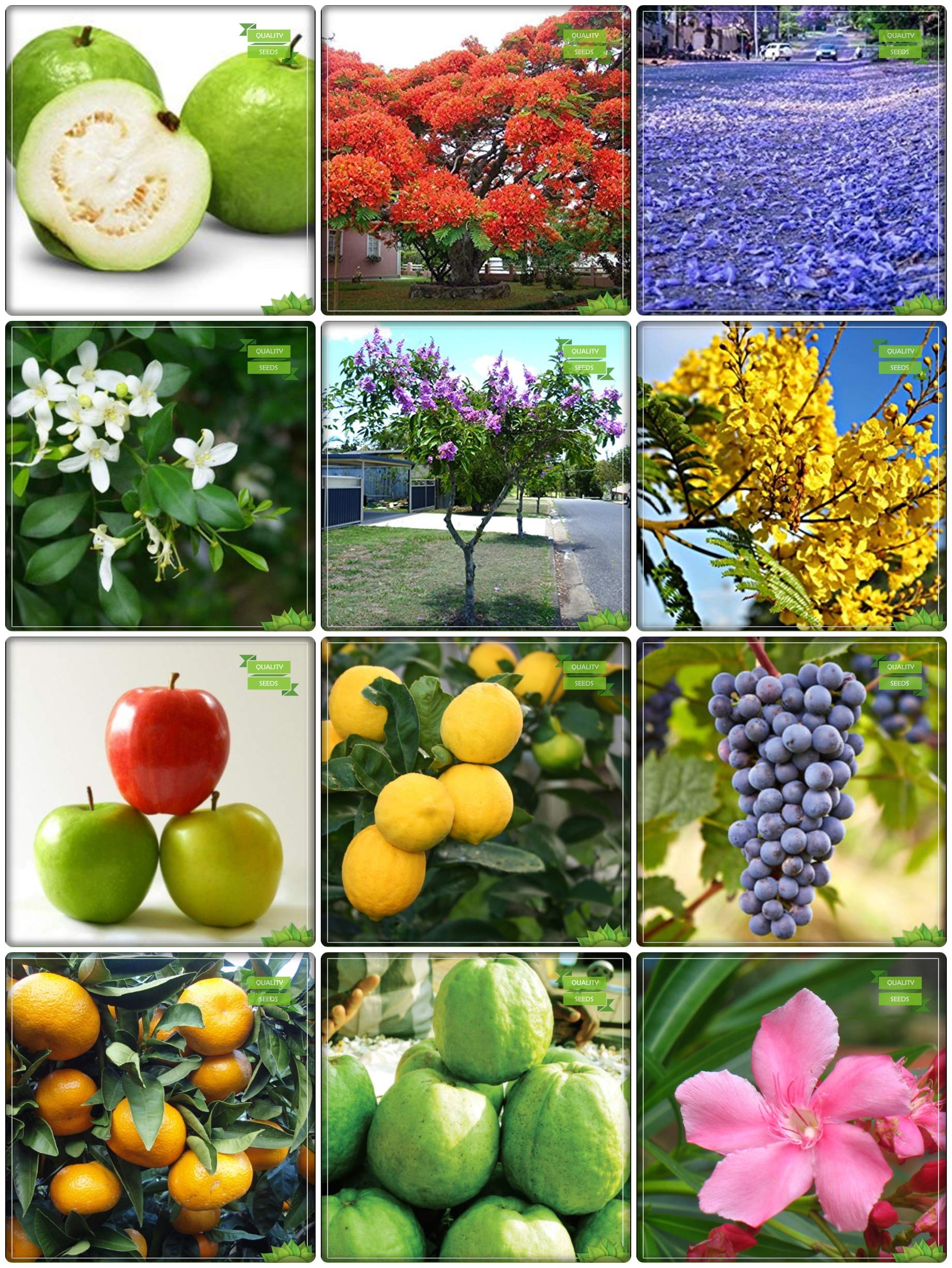 Buy Creative Farmer Best Garden Combo Tree : Jacaranda Mimosafolia ...