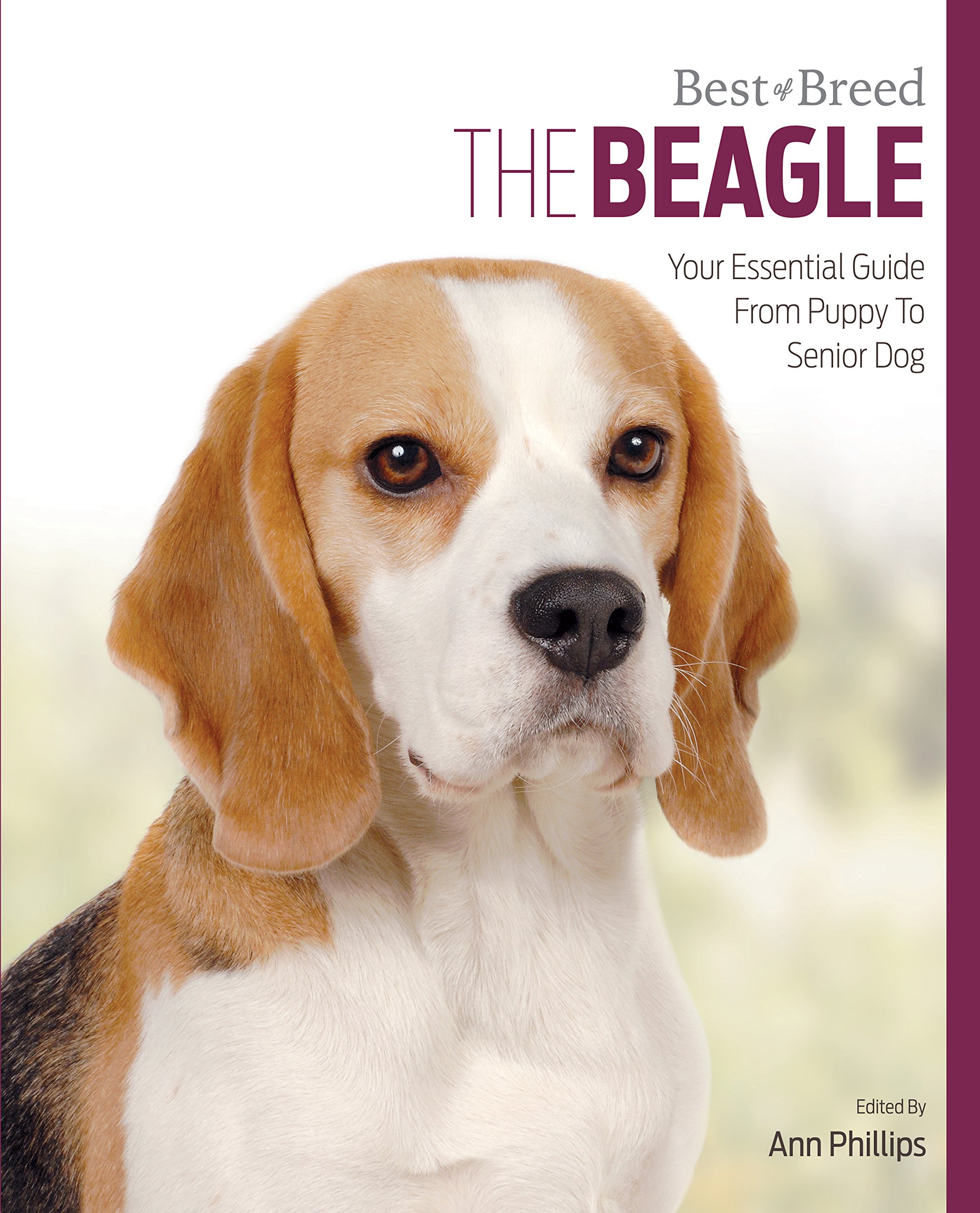 Why Are Beagles The Best Dogs