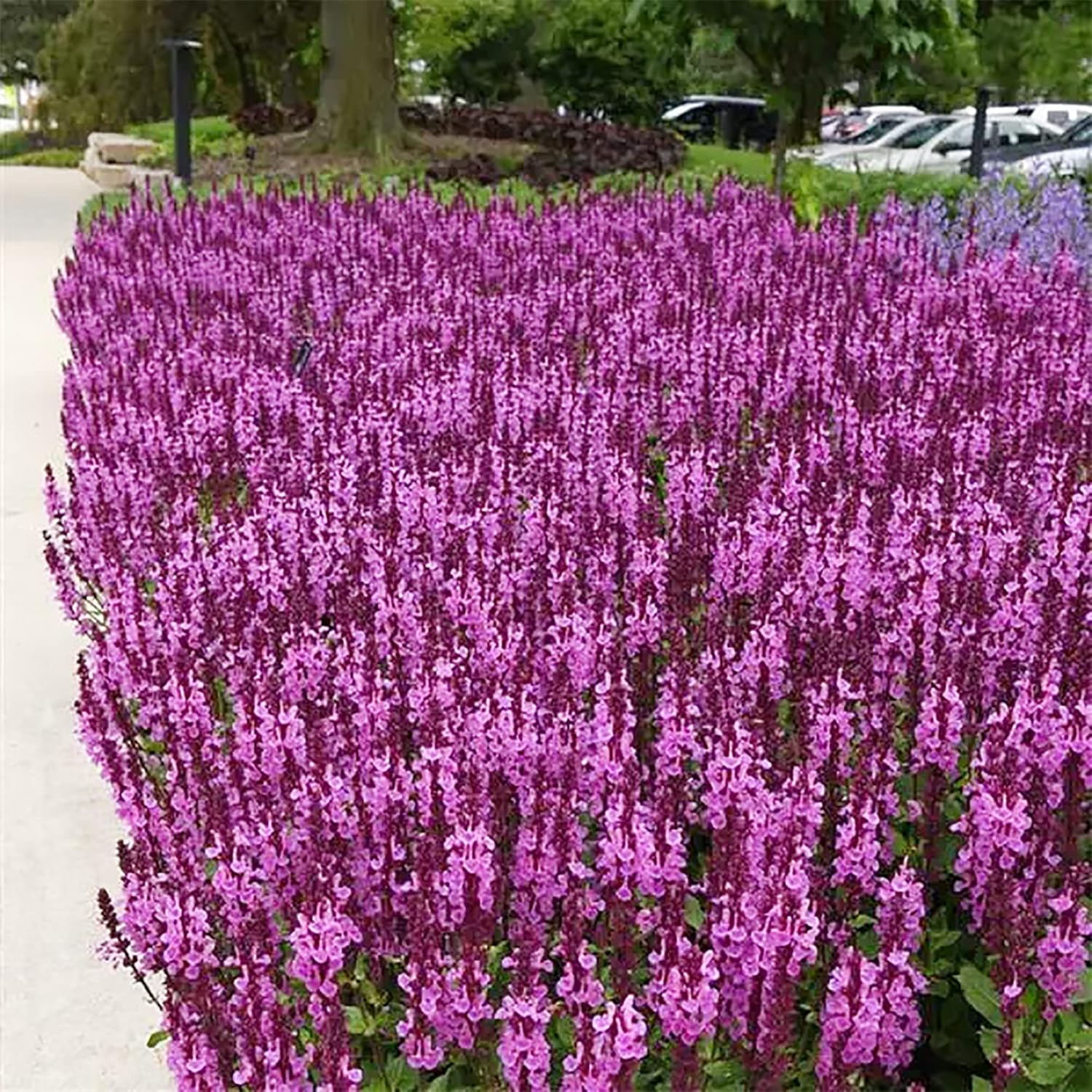 Amazon.com : QAUZUY GARDEN 40 Rose Queen Sage (Perennial Salvia) Seeds ...