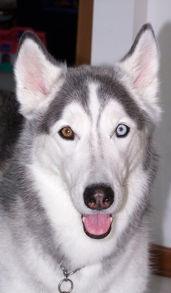 Husky Wallpaper -- HD Wallpapers of Husky! - App on Amazon Appstore