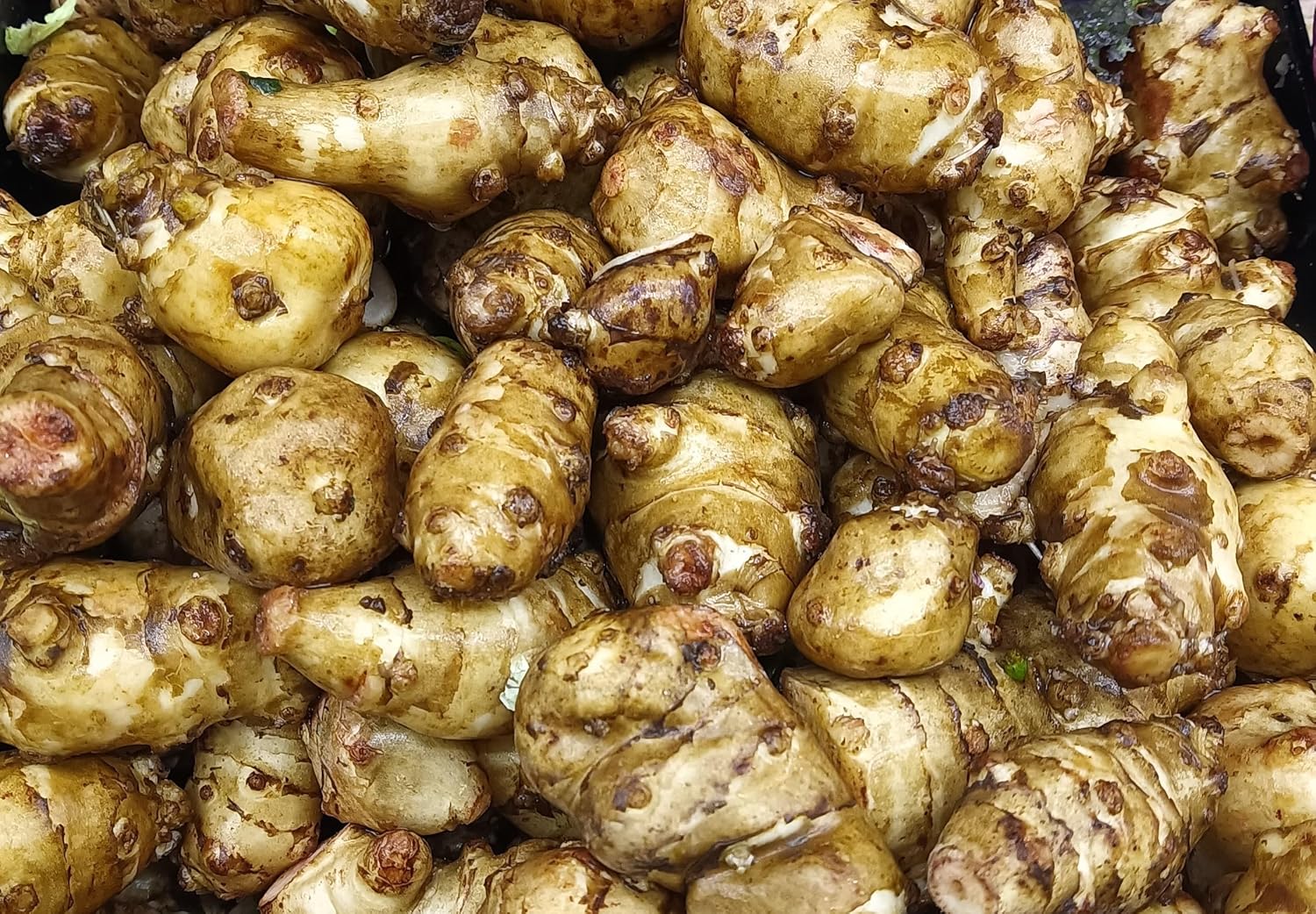 Amazon.com : Twenty POUNDS of Jerusalem Artichoke Tubers | Sunchokes by ...