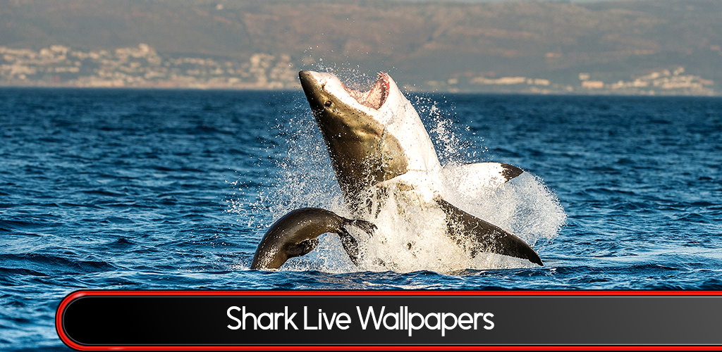 Shark Breach Wallpaper