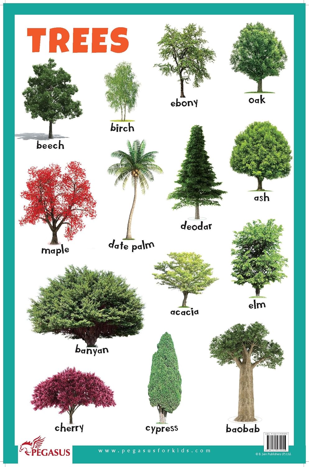 Trees Educational Chart: Amazon.co.uk: Pegasus: 9788131939055: Books