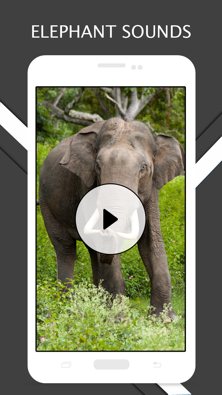 Elephant Sounds - App on Amazon Appstore