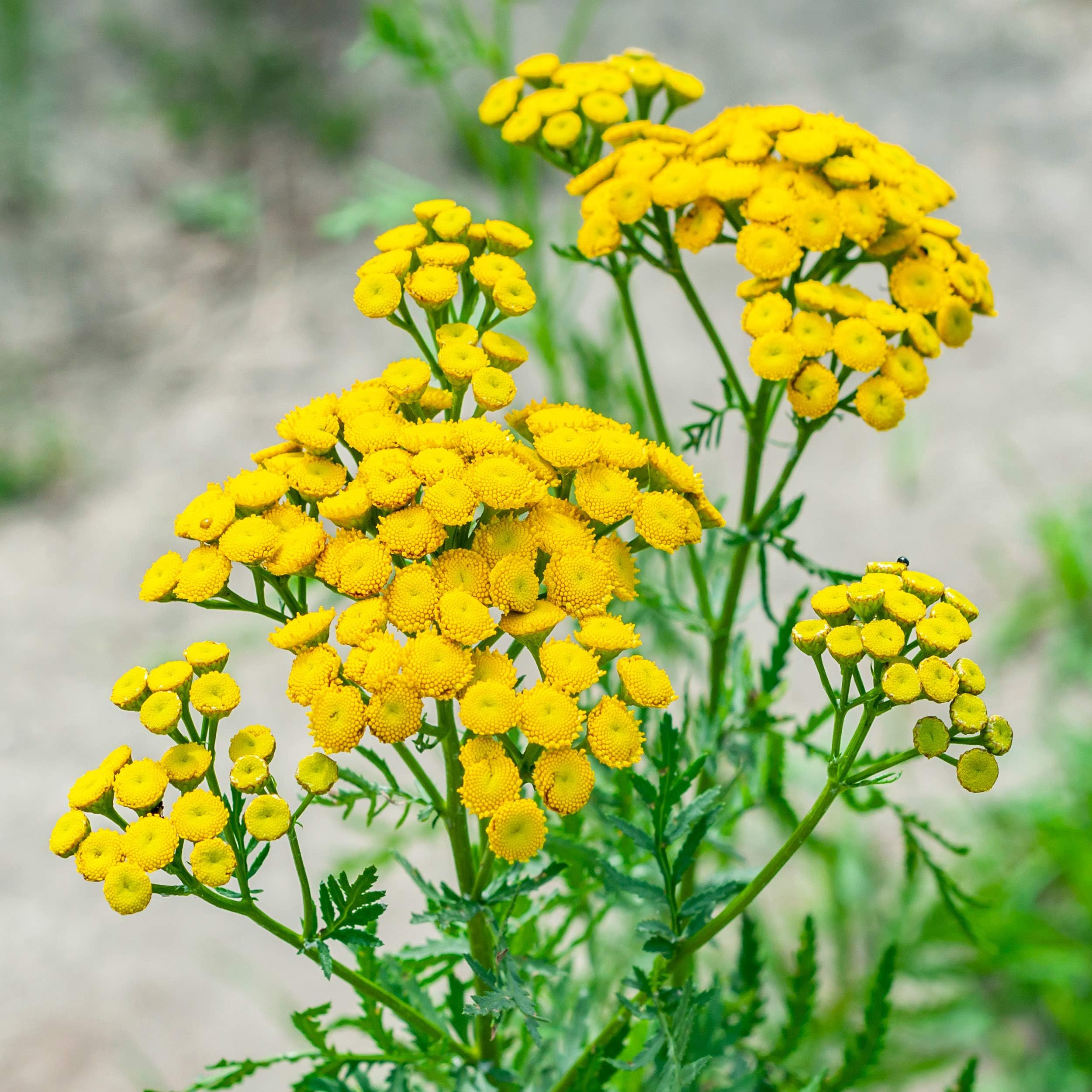 Amazon.com : Outsidepride 10000 Seeds Perennial Tanacetum Vulgare Tansy ...
