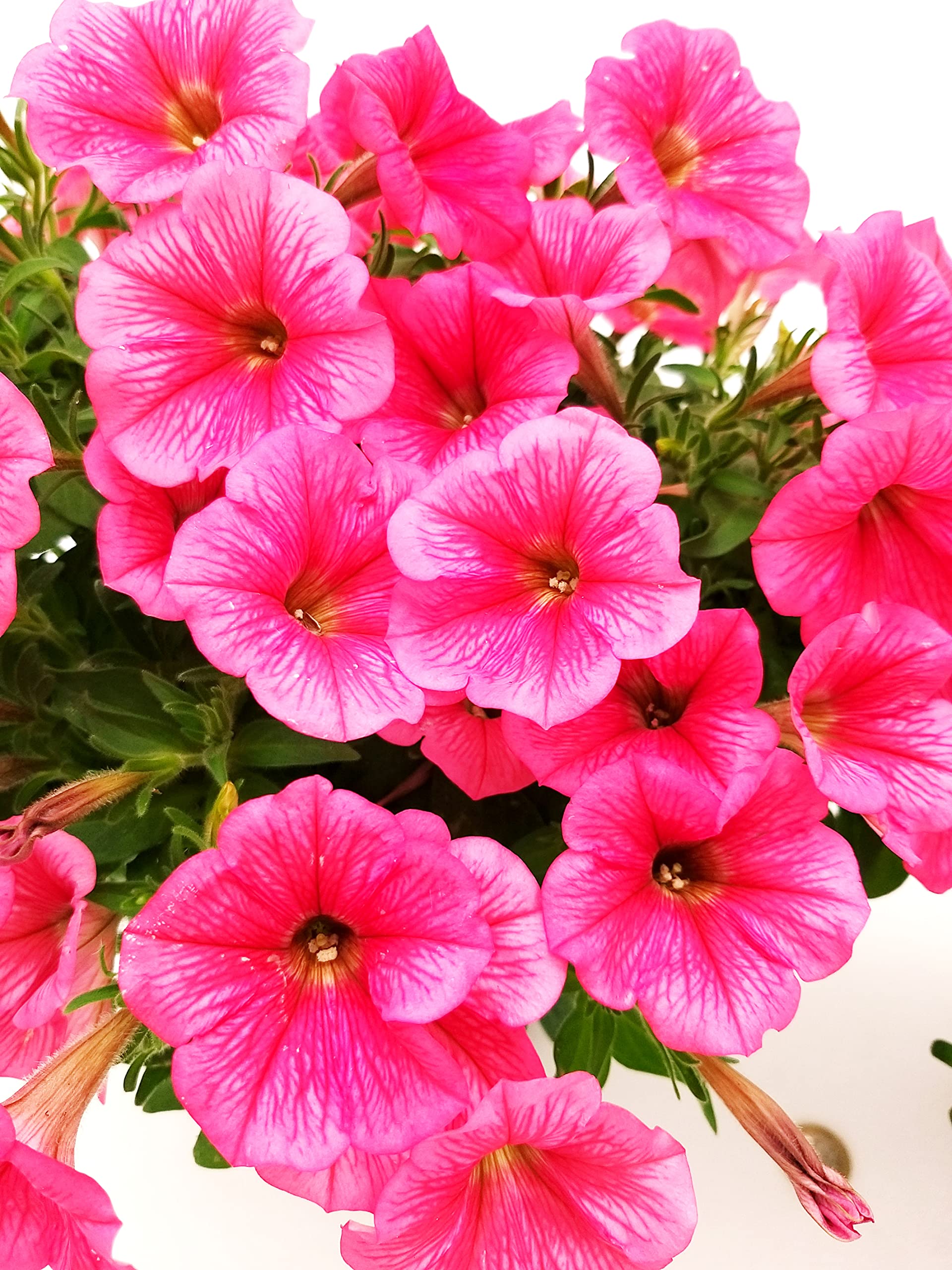 POWERS TO FLOWERS - PETUNIA, POTUNIA, SURFINIA COMPATTA MILLEBACI ...