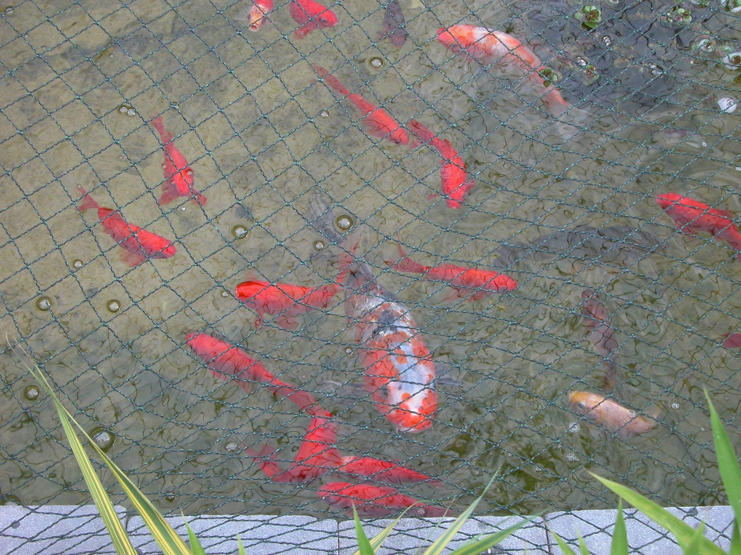 Tech-Garden - 6 m x 3 m HEAVY DUTY Pond Cover Netting Strong ...