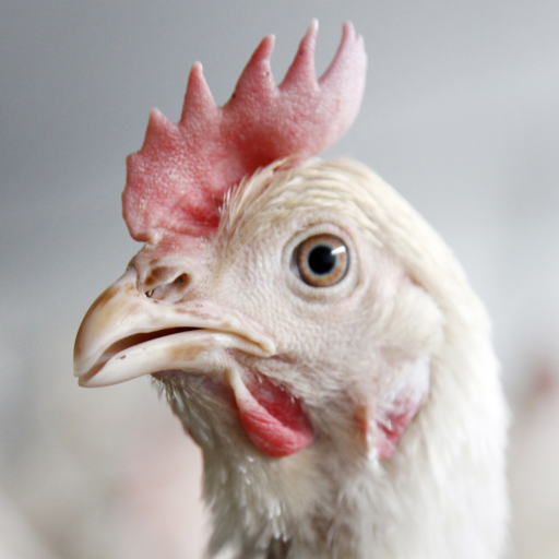 Chicken Sounds - App on Amazon Appstore