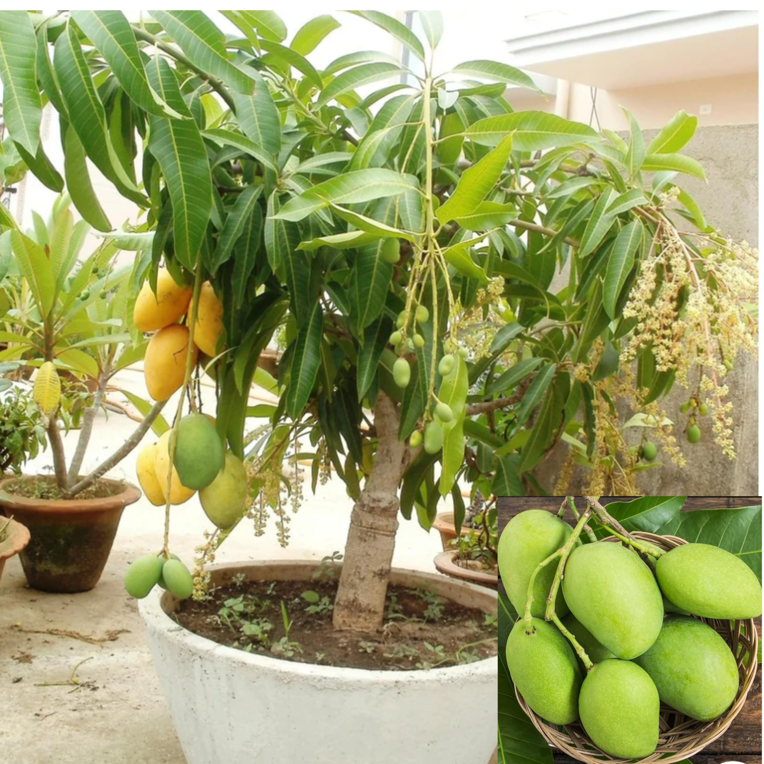 World Green Plant Grafted Hybrid Mango Plant All Time Mango Fruit Aam ...