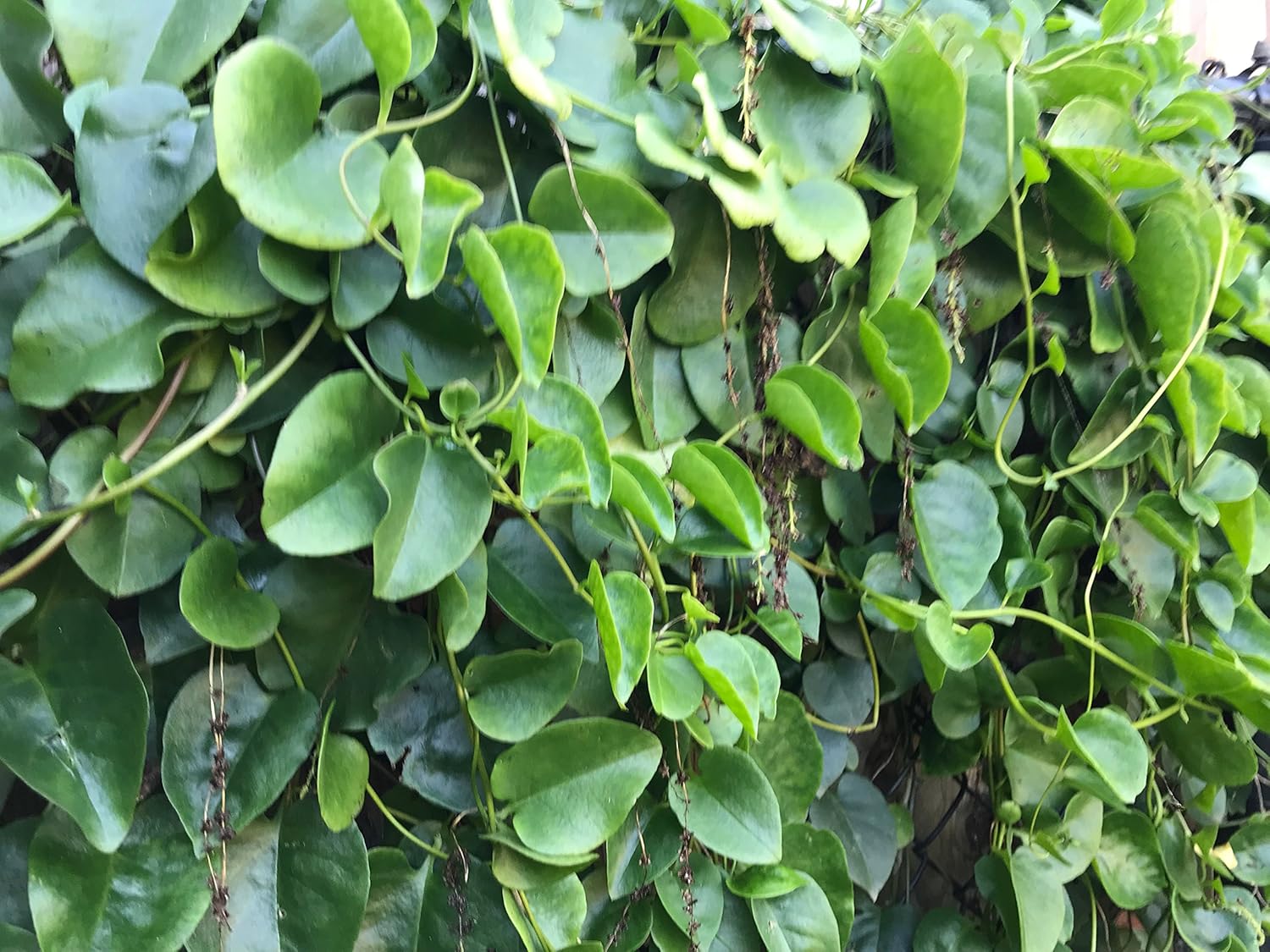 Amazon.com : 2 Packages of Madeira-Vine Anredera cordifolia Seed (Tuber ...