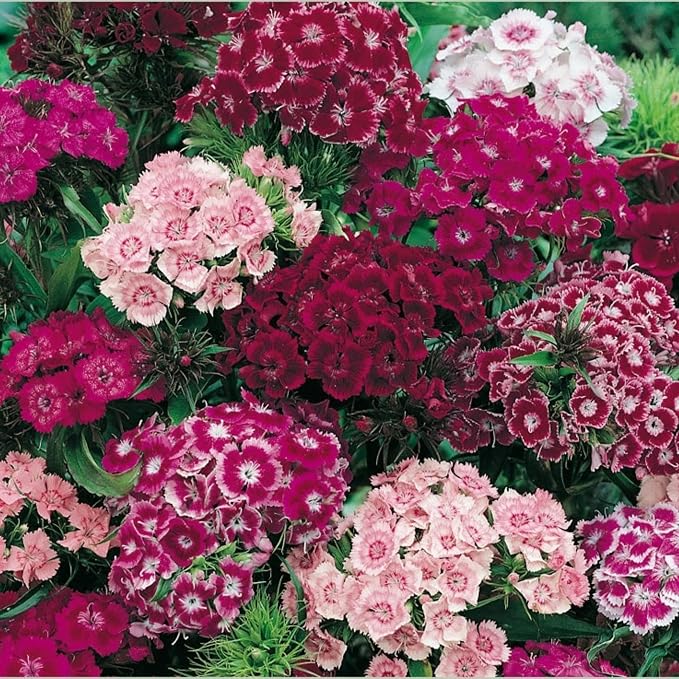 Live Green Sweet William Flower Seeds for Winter Season - Qty 30 Seeds ...