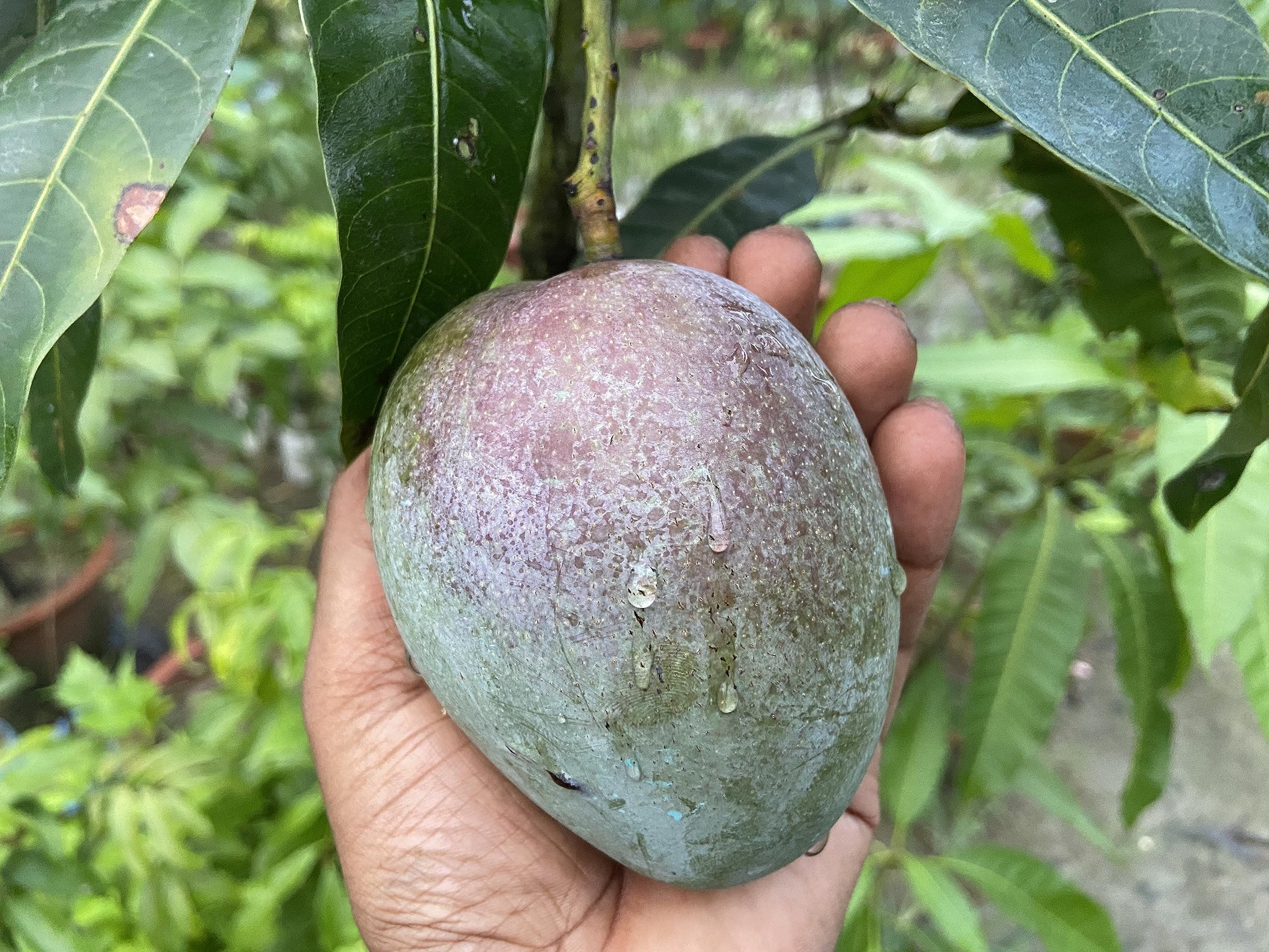 Green Horizon® Authentic PUSA ARUNIMA MANGO FRUIT PLANT 005 GRAFTED ...