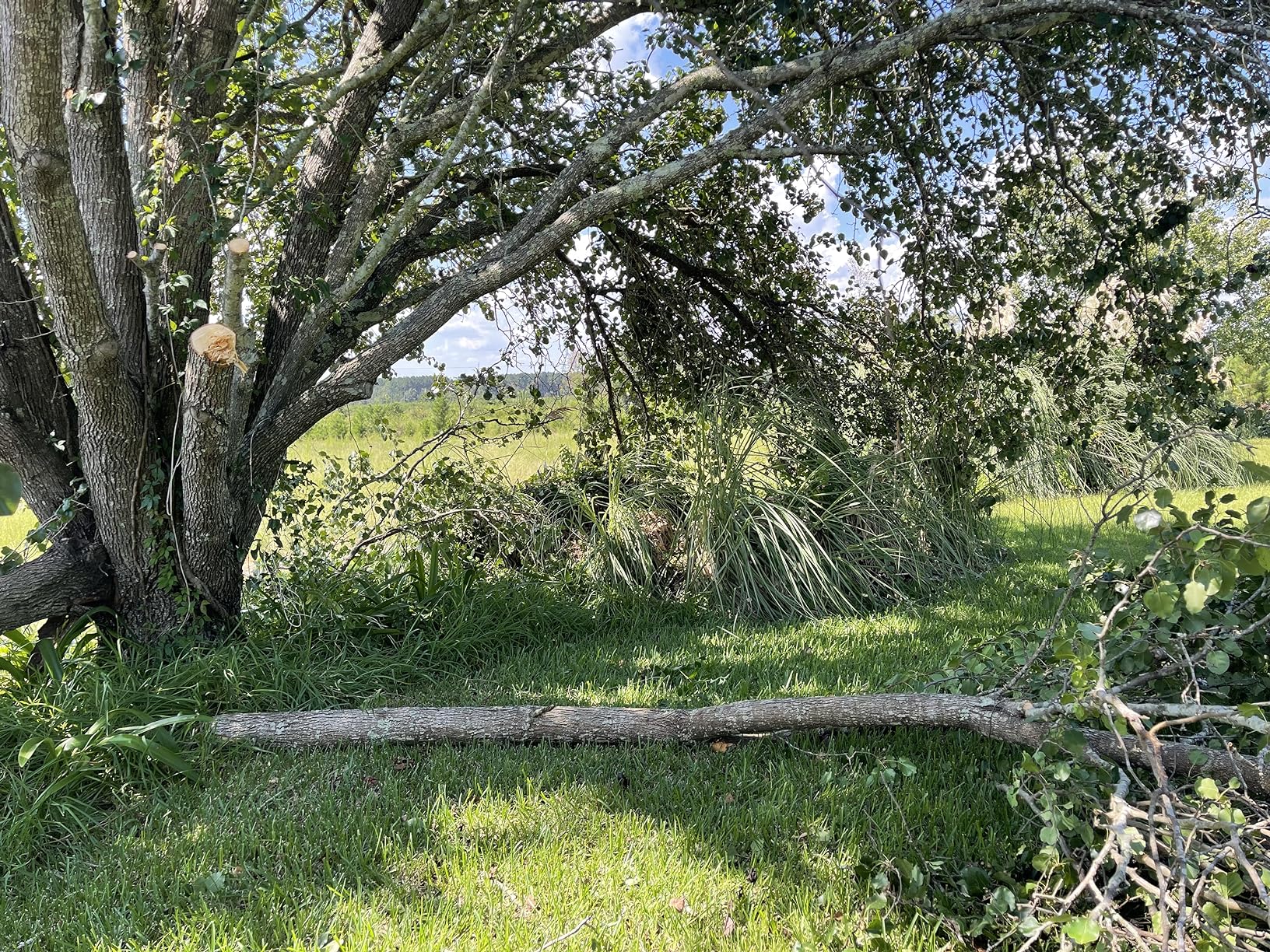 $9/mo - Finance SENDRY Mini Chainsaw 6-Inch, Powerful Cordless ...