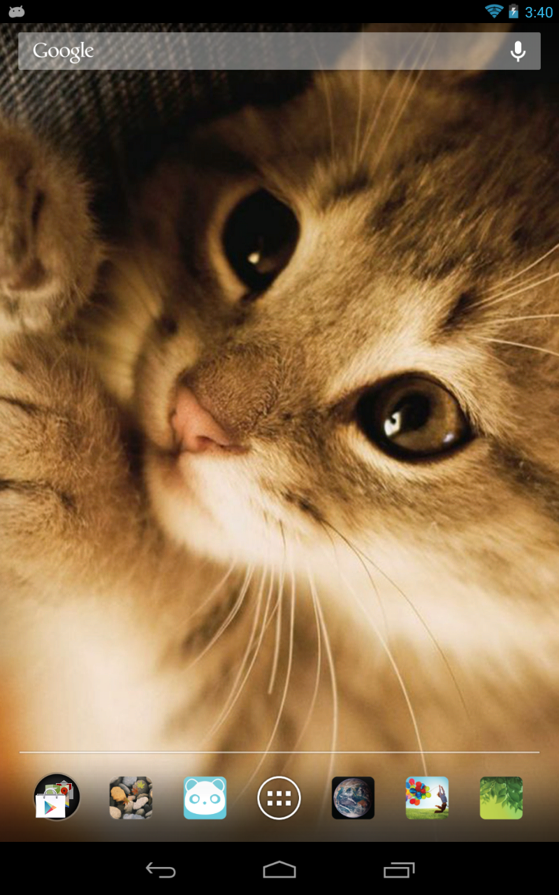 Cute Cat Live Wallpaper - App on Amazon Appstore