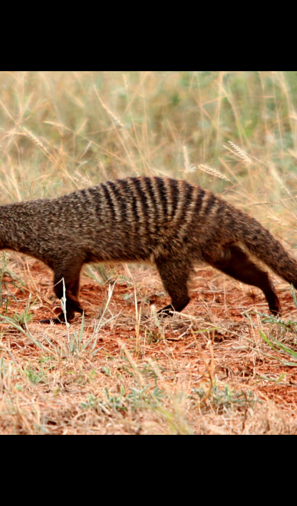 cute mongoose Wallpaper -- HD Wallpapers of cute mongoose! - App on ...