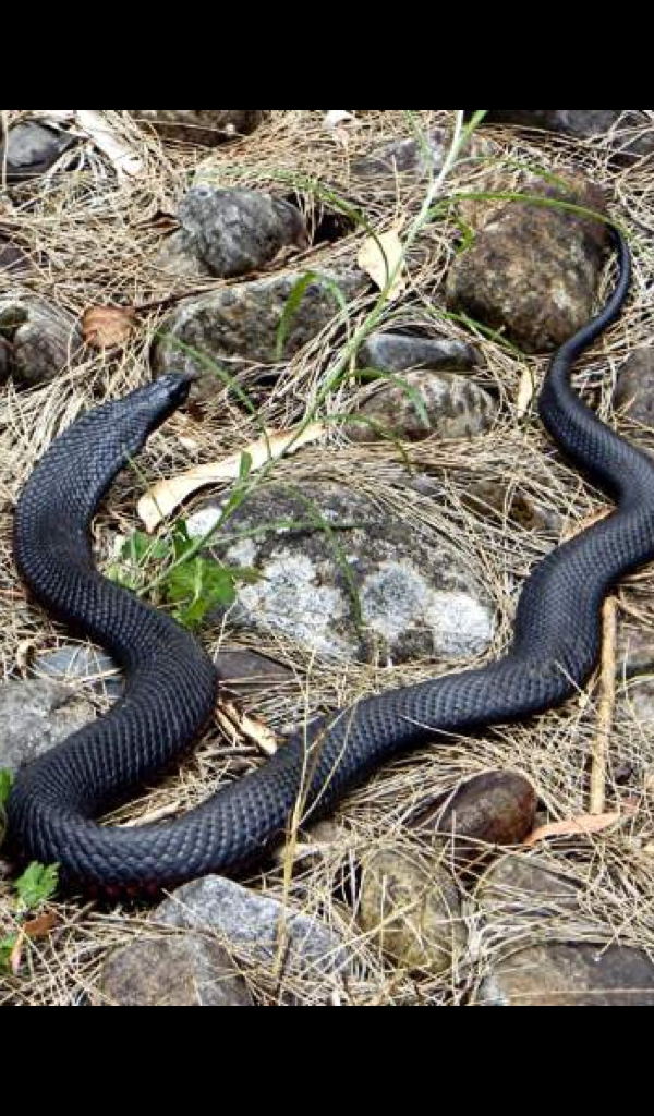 taipan snake Wallpaper -- HD Wallpapers of taipan snake! - App on ...