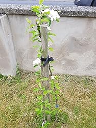You Garden - Duo Fruit Apple Tree, 2 Varieties of Apple on 1 Bare Root ...