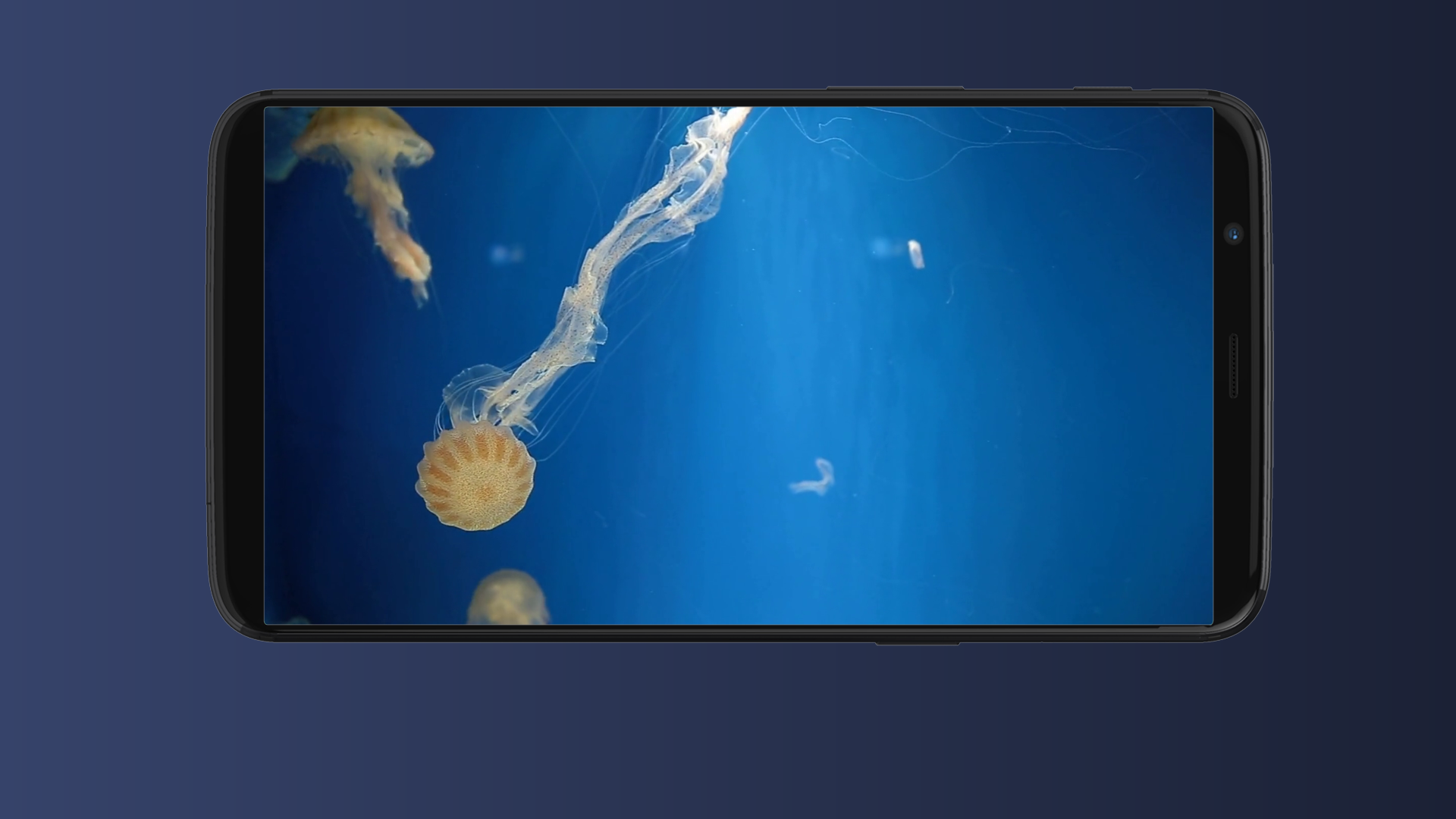 Aquatic Jellyfish for Fire TV - App on Amazon Appstore