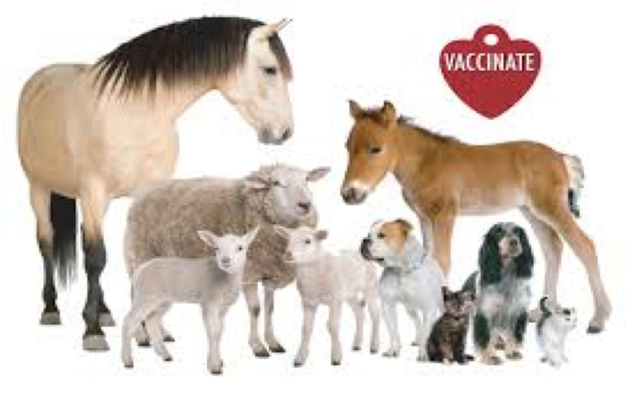 Pets Store App - App on Amazon Appstore