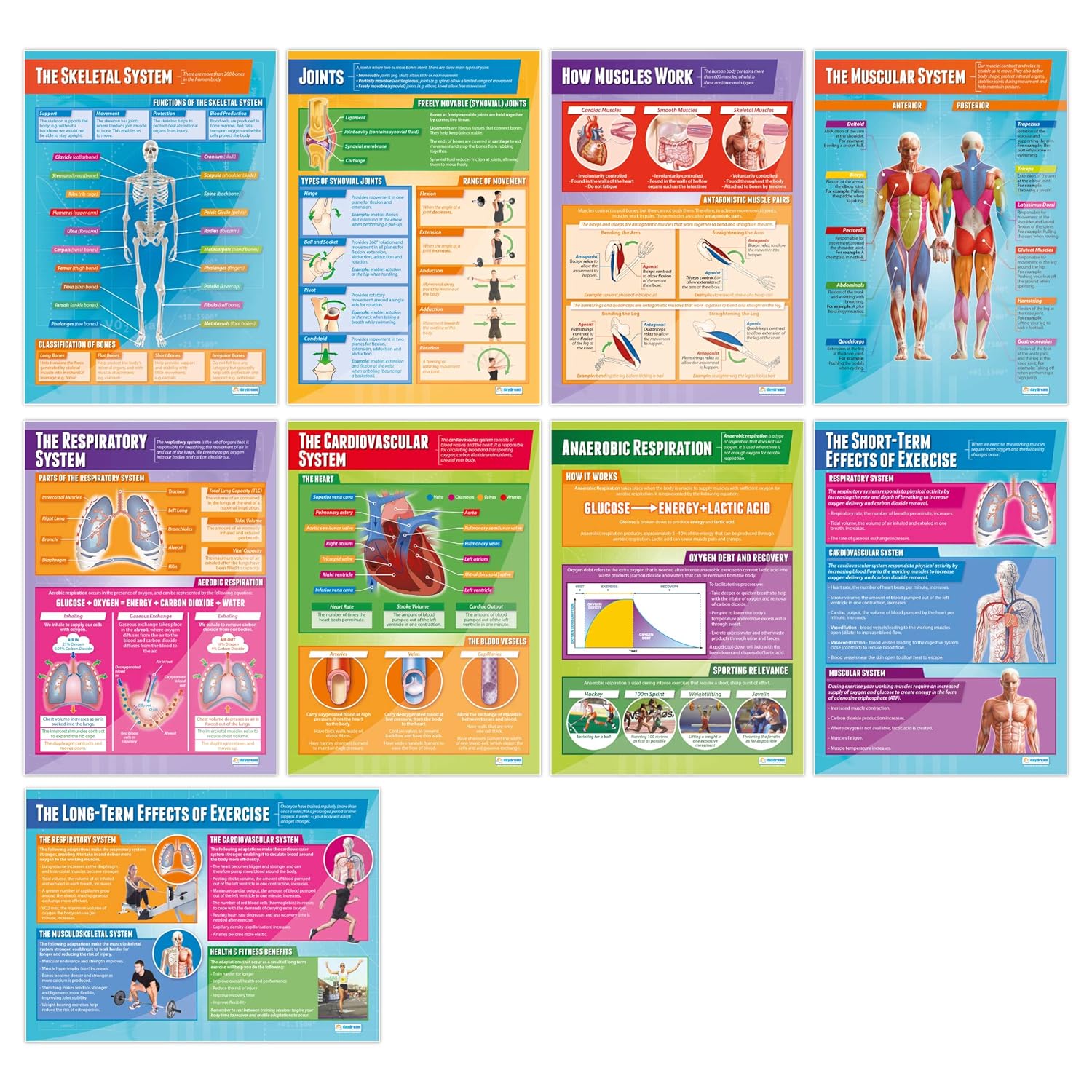 Applied Anatomy & Physiology Posters - Set of 9 | PE Posters | Gloss ...