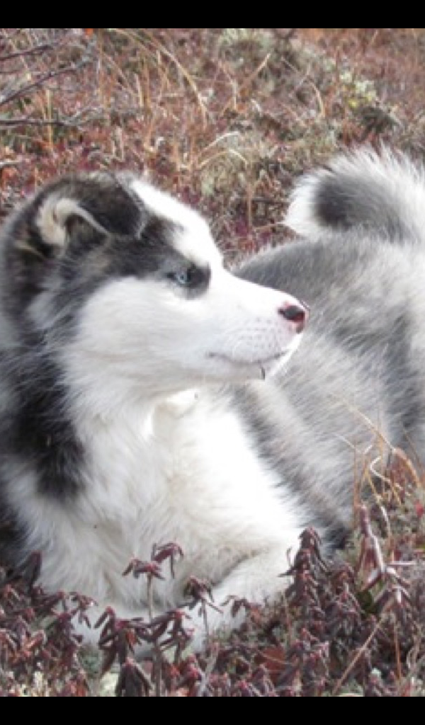 Husky Wallpaper -- HD Wallpapers of Husky! - App on Amazon Appstore