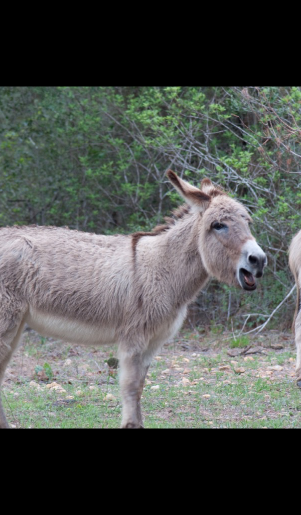 Aplicación funny donkey Wallpaper -- HD Wallpapers of funny donkeys! en ...