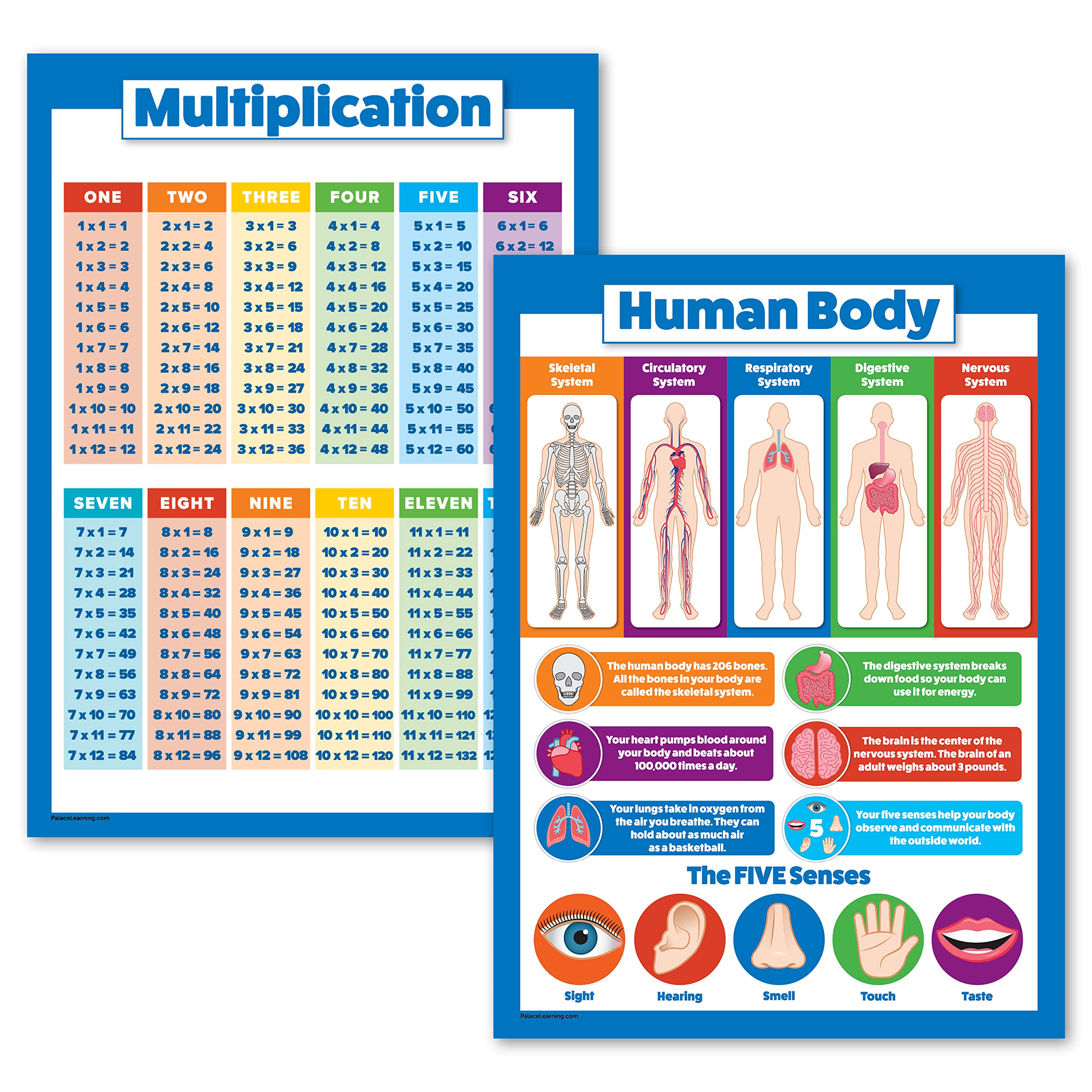2 Pack Multiplication Tables And Human Body Poster Set Laminated ...