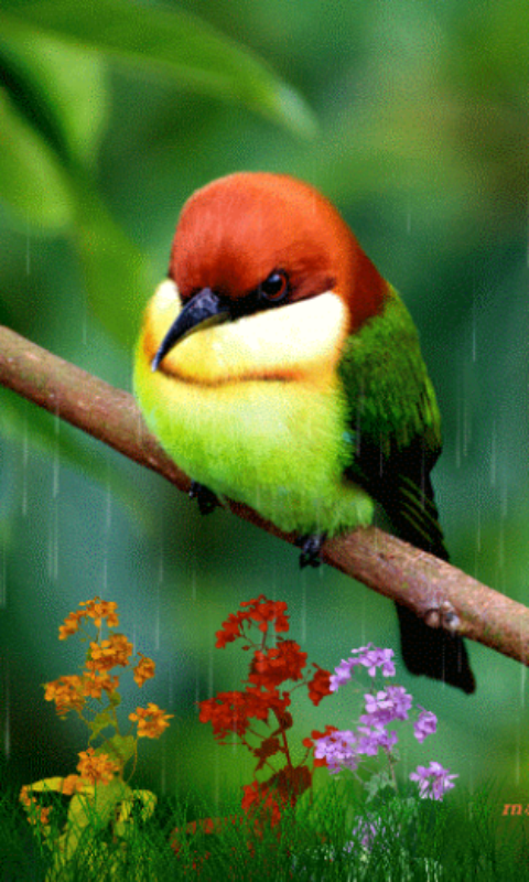 Animated Birds GIF - App on Amazon Appstore
