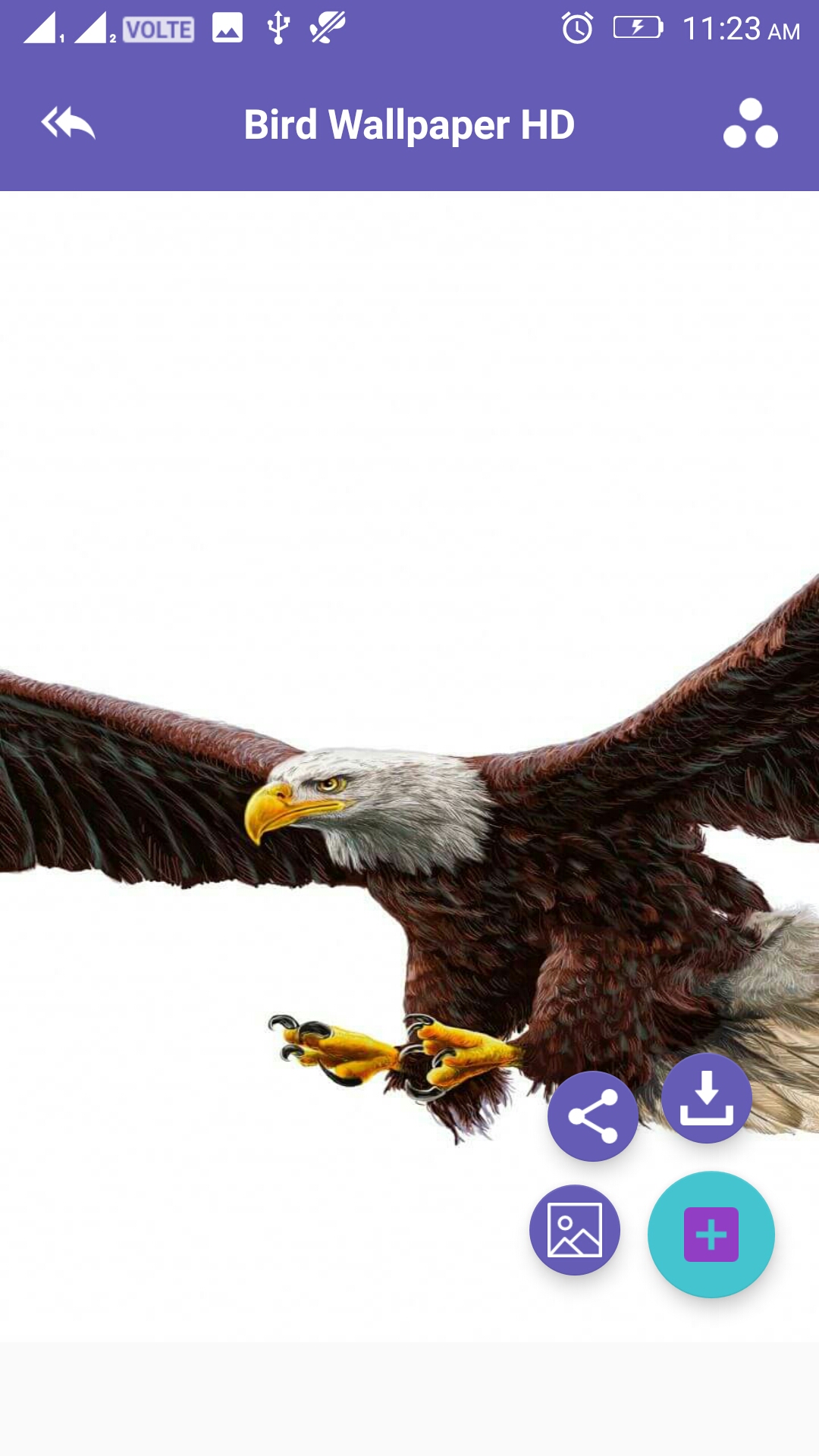 Bird 4K Wallpaper - App on the Amazon Appstore