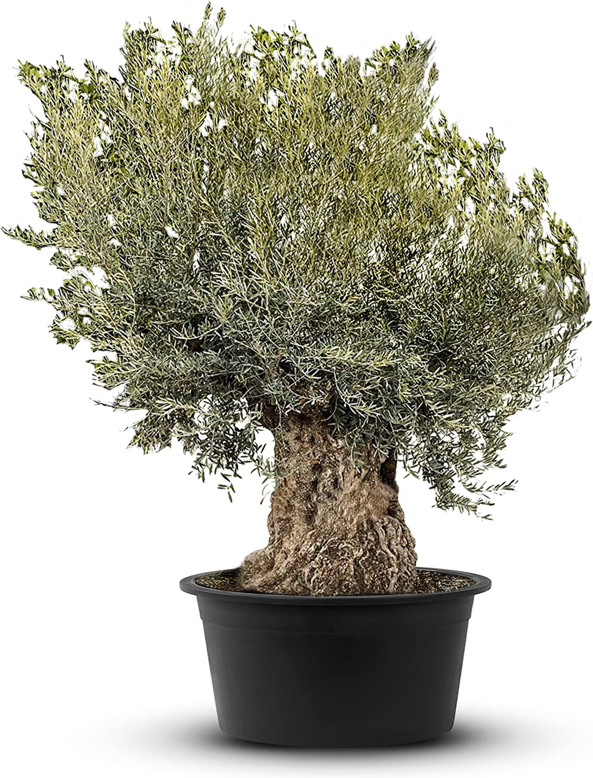 Olivenbaum Olive "30 Jahre" 190 cm, A+ Qualität, winterhart, Olea ...