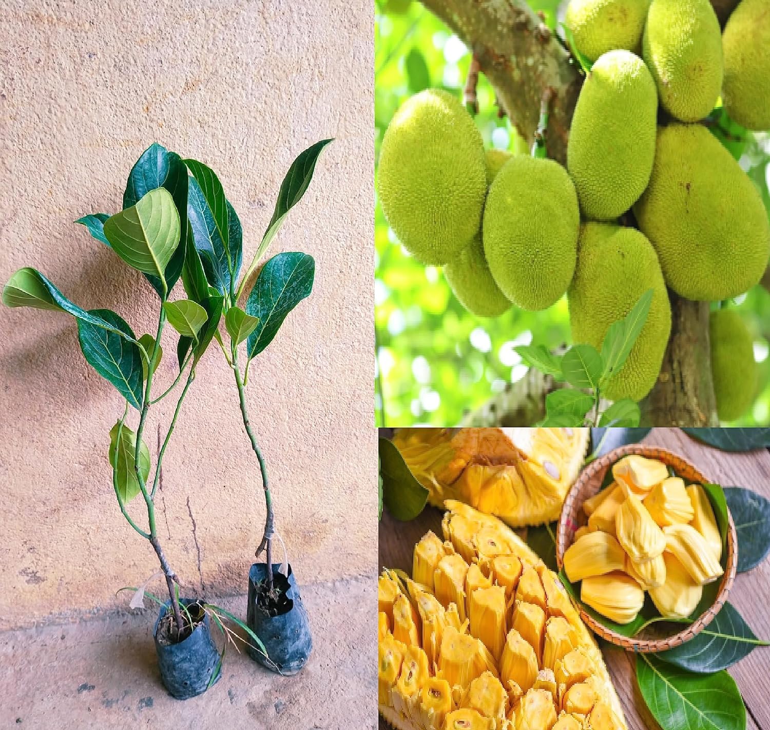 Oxiflora®Combo All Time Dwarf Green Jackfruit(Pack Of 2) Malaysian ...