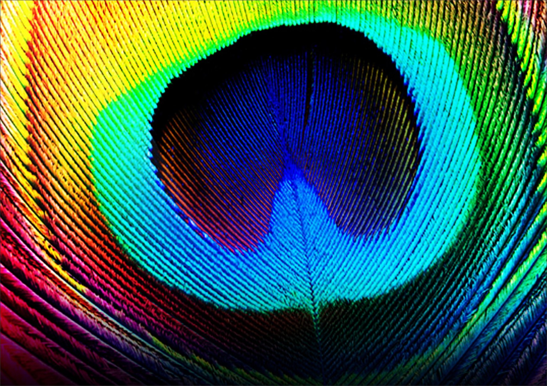 Peacock Feather Images High Resolution